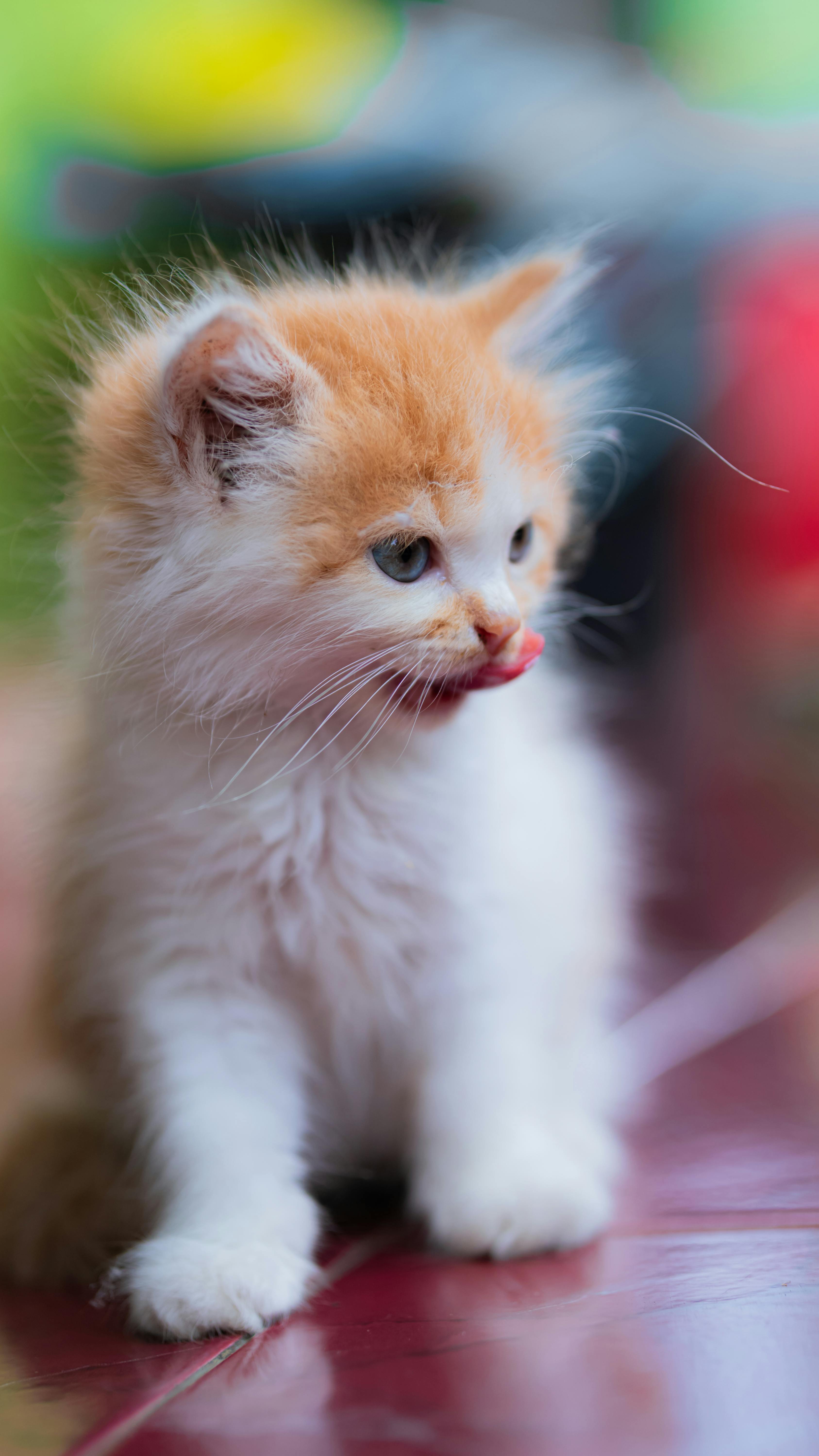 Pets+From Photos, Download The BEST Free Pets+From Stock Photos & HD Images