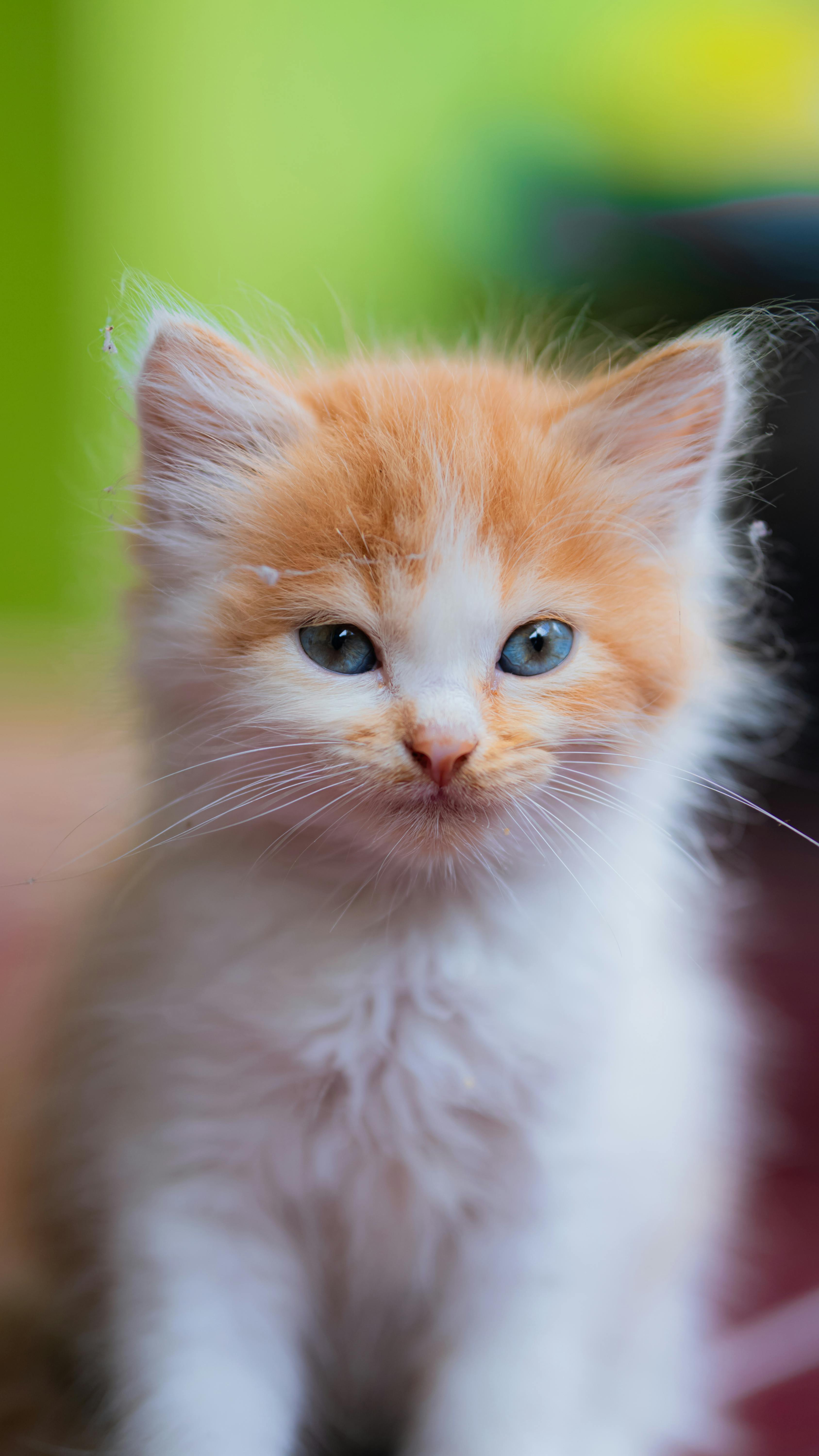 Pets+From Photos, Download The BEST Free Pets+From Stock Photos & HD Images