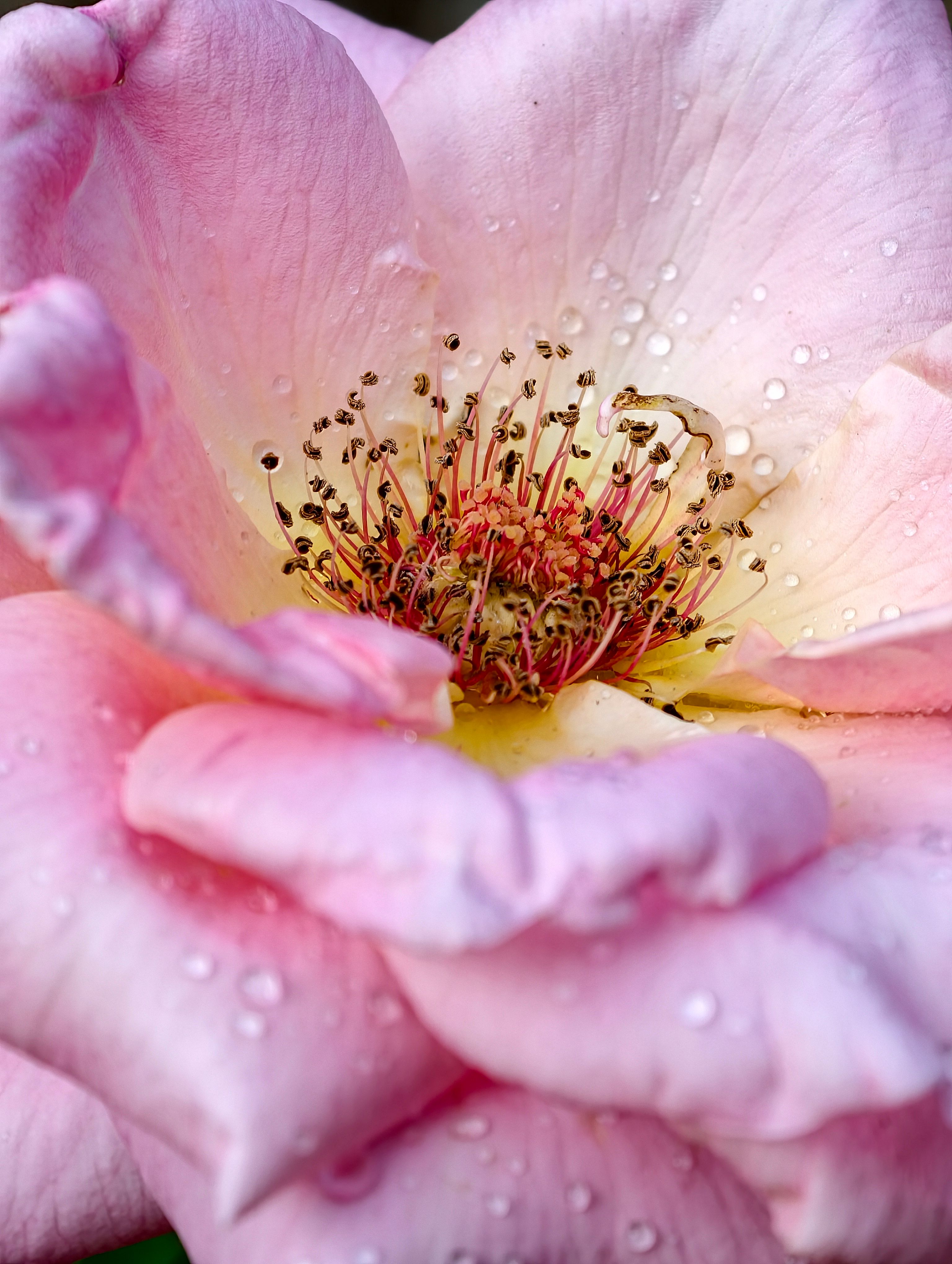 Close-up of Dew-Kissed Pink Rose in Bloom · Free Stock Photo