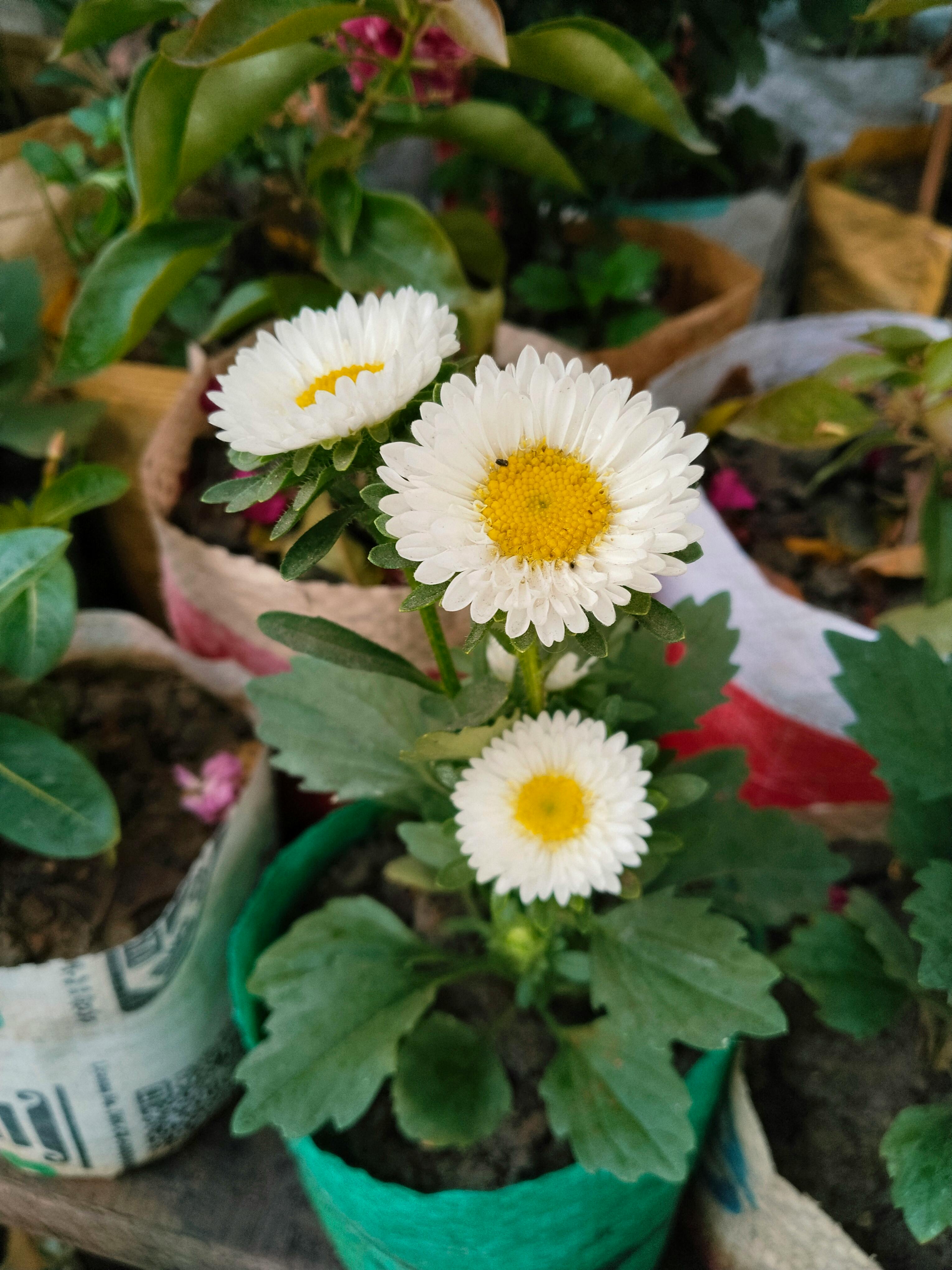 Pnj Image Photos, Download The BEST Free Pnj Image Stock Photos & HD Images