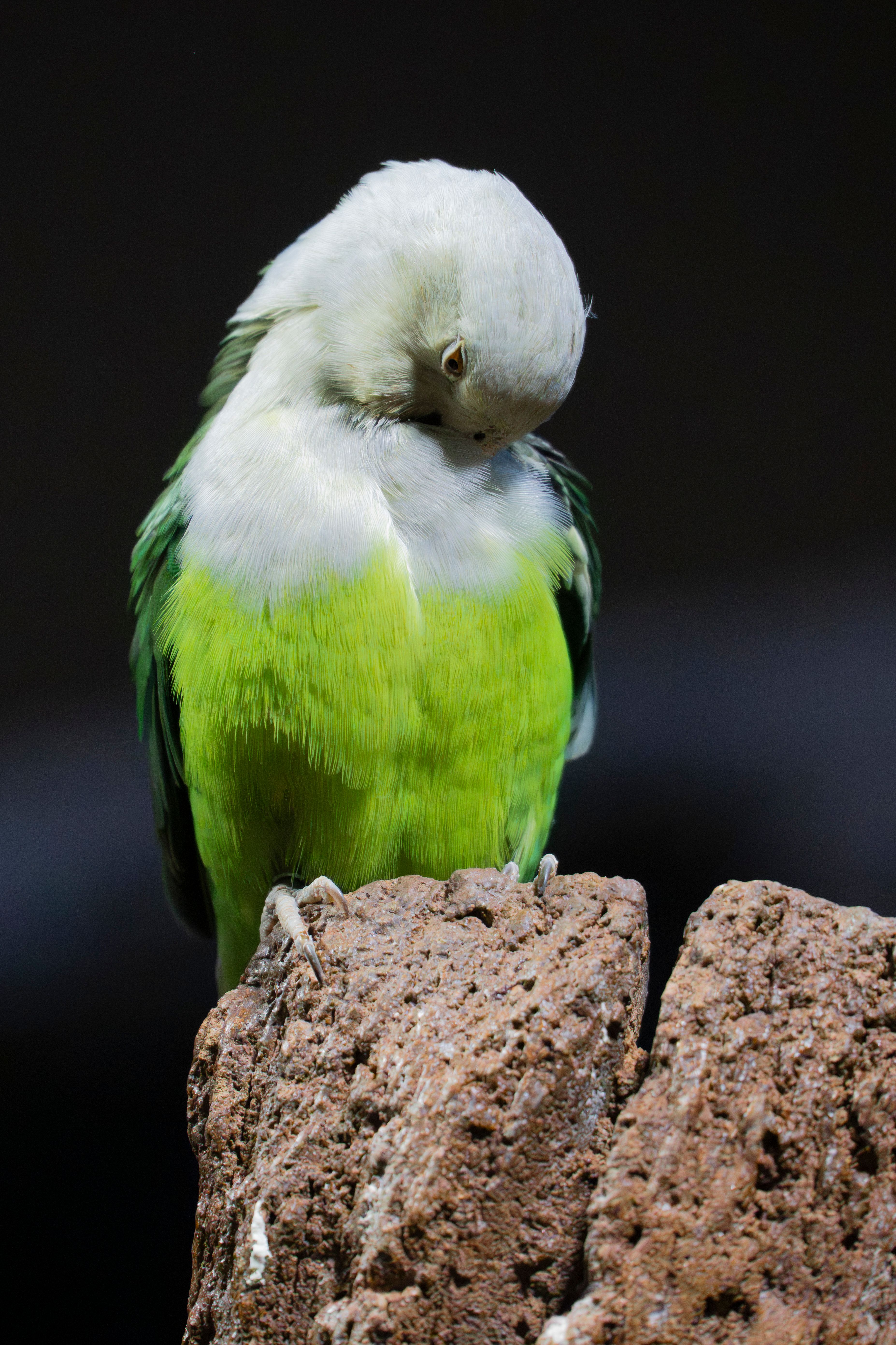 Kiwi Bird Photos, Download The BEST Free Kiwi Bird Stock Photos & HD Images