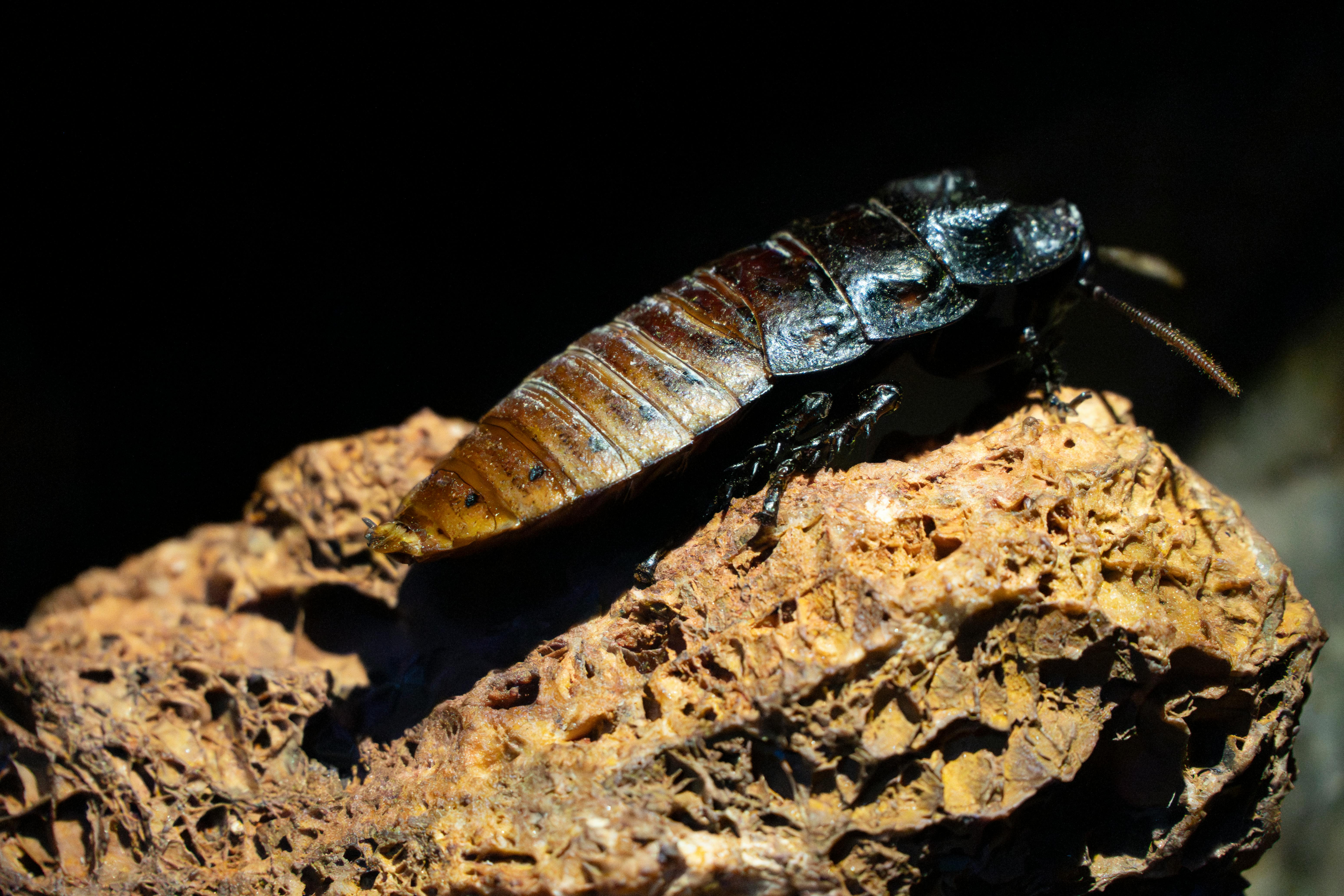 Daydrian Harding Photos, Download The BEST Free Daydrian Harding Stock ...