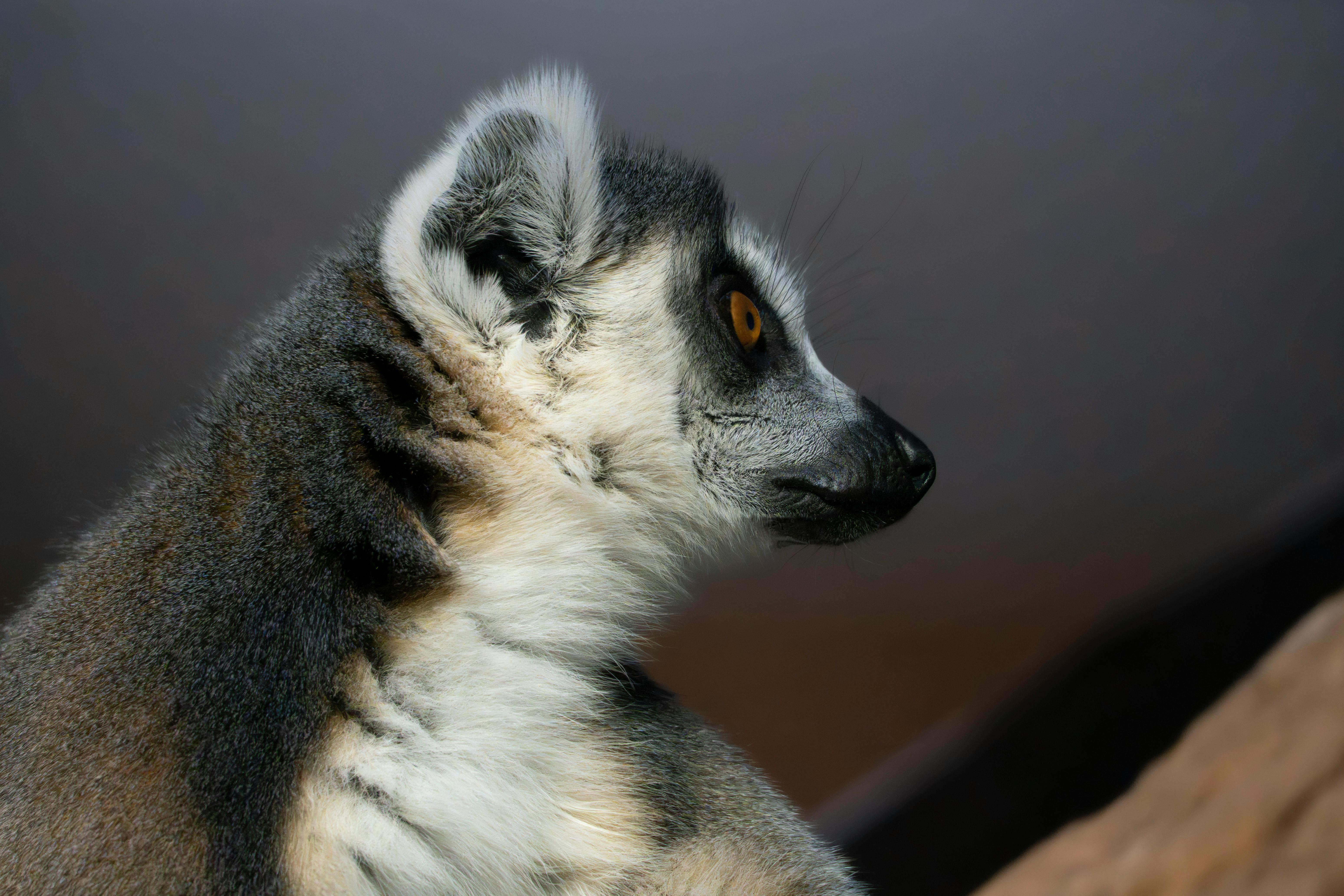 Bluey+Family+Meeting+Video Photos, Download The BEST Free Bluey+Family ...