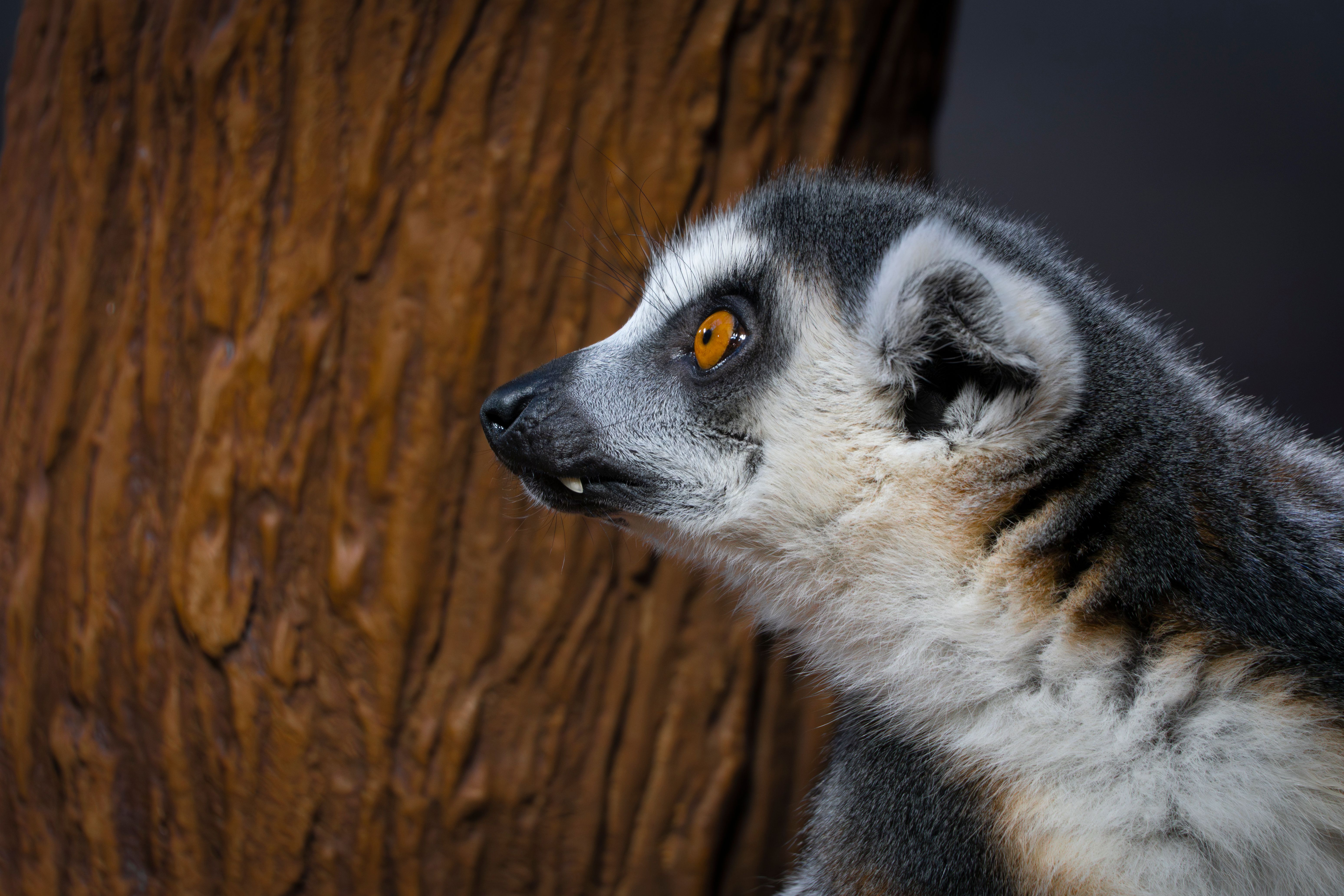 Close-up of a Ring-tailed Lemur in Profile · Free Stock Photo