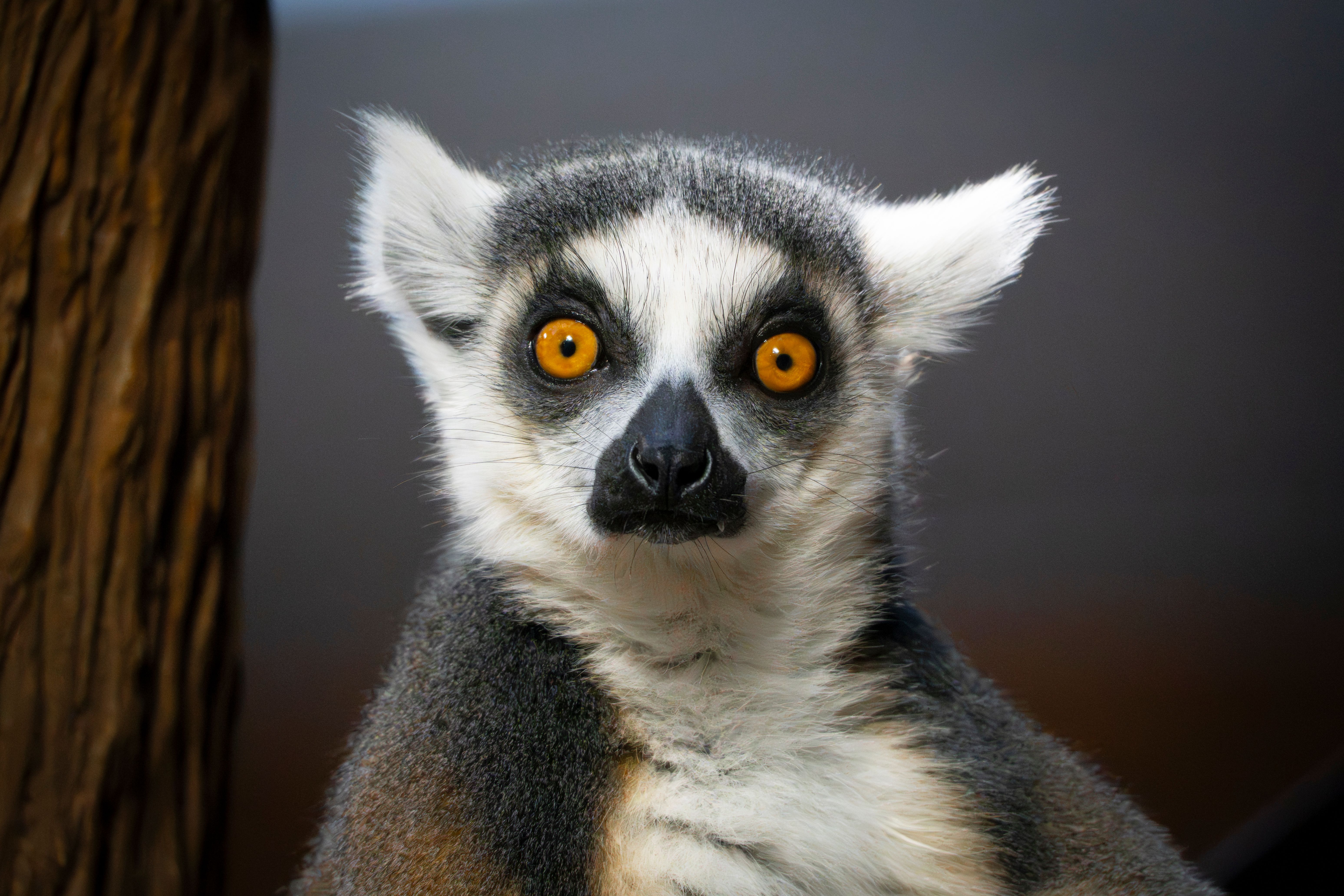 Zoo Backgrounds Photos, Download The BEST Free Zoo Backgrounds Stock ...