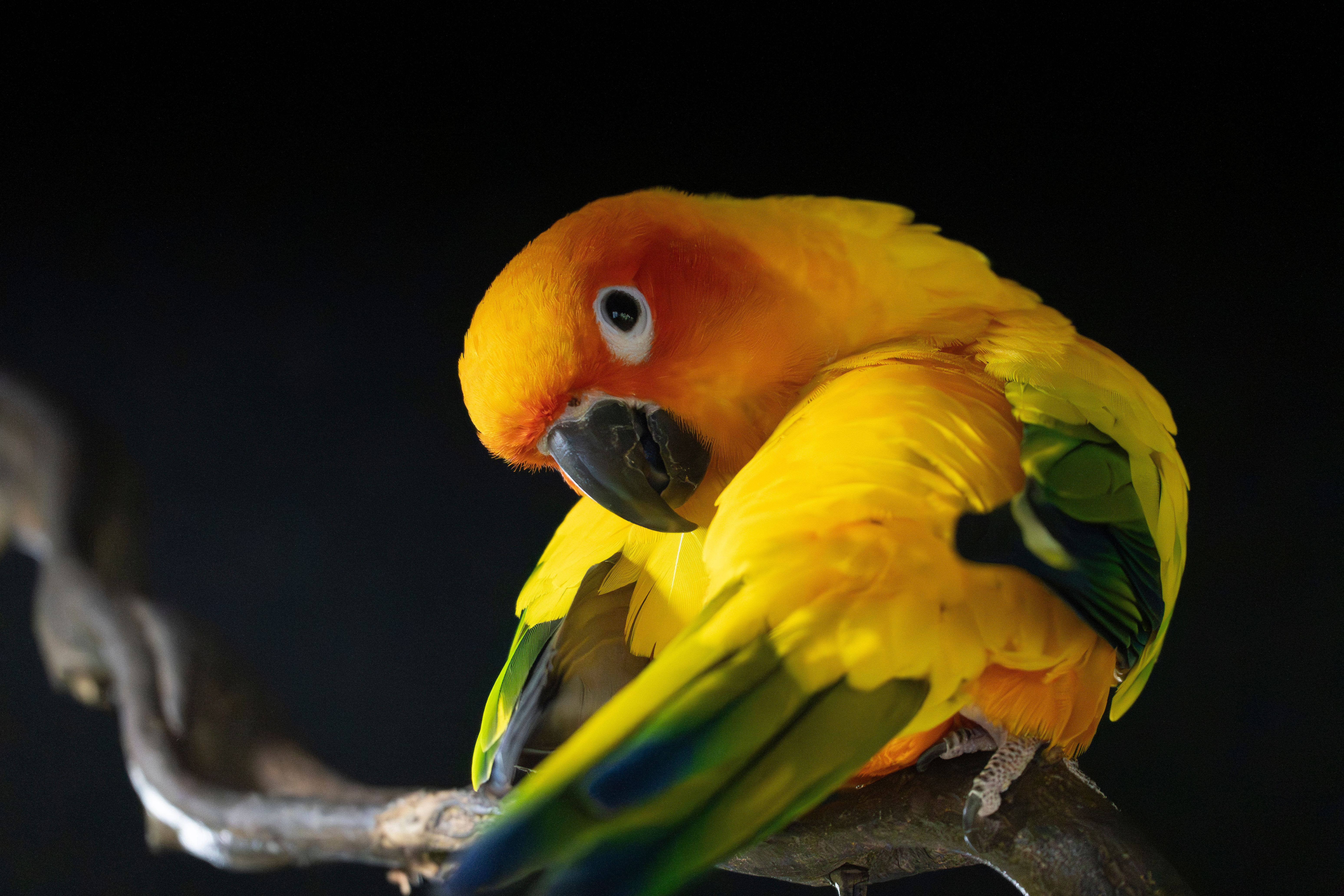 Vibrant Sun Conure Parrot on a Branch · Free Stock Photo