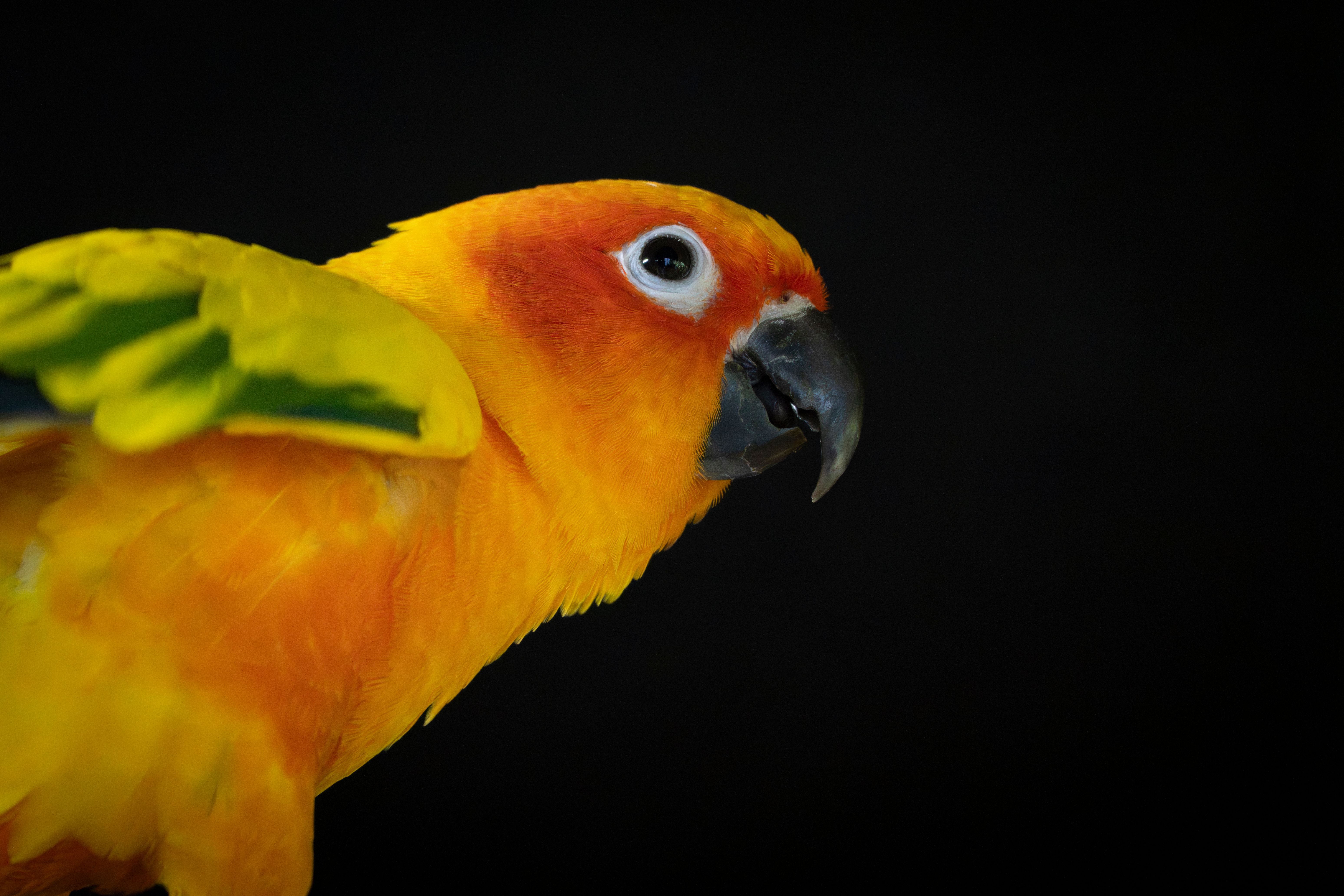 Vivid Sun Conure Parrot Portrait on Black Background · Free Stock Photo