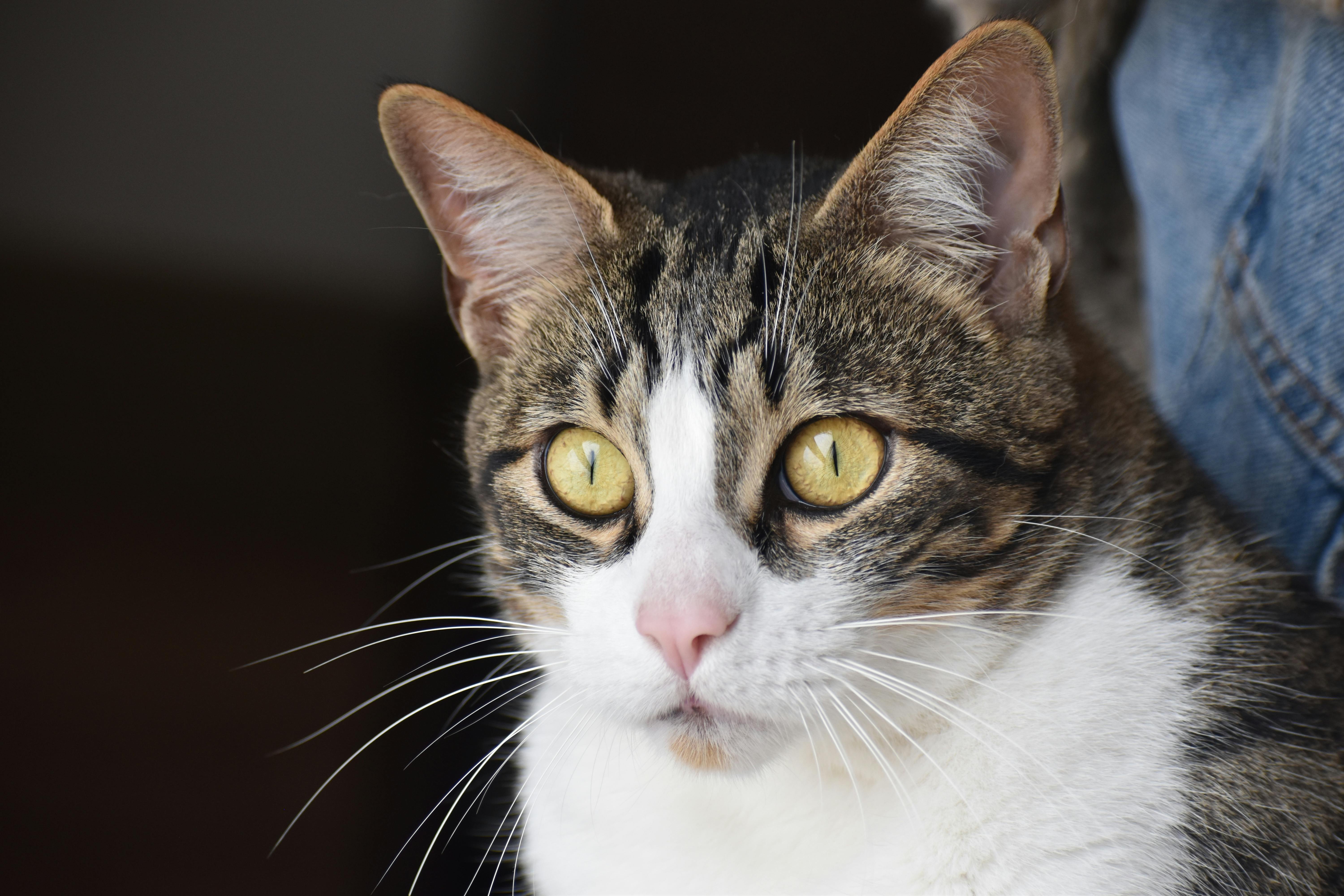 Pets+From Photos, Download The BEST Free Pets+From Stock Photos & HD Images