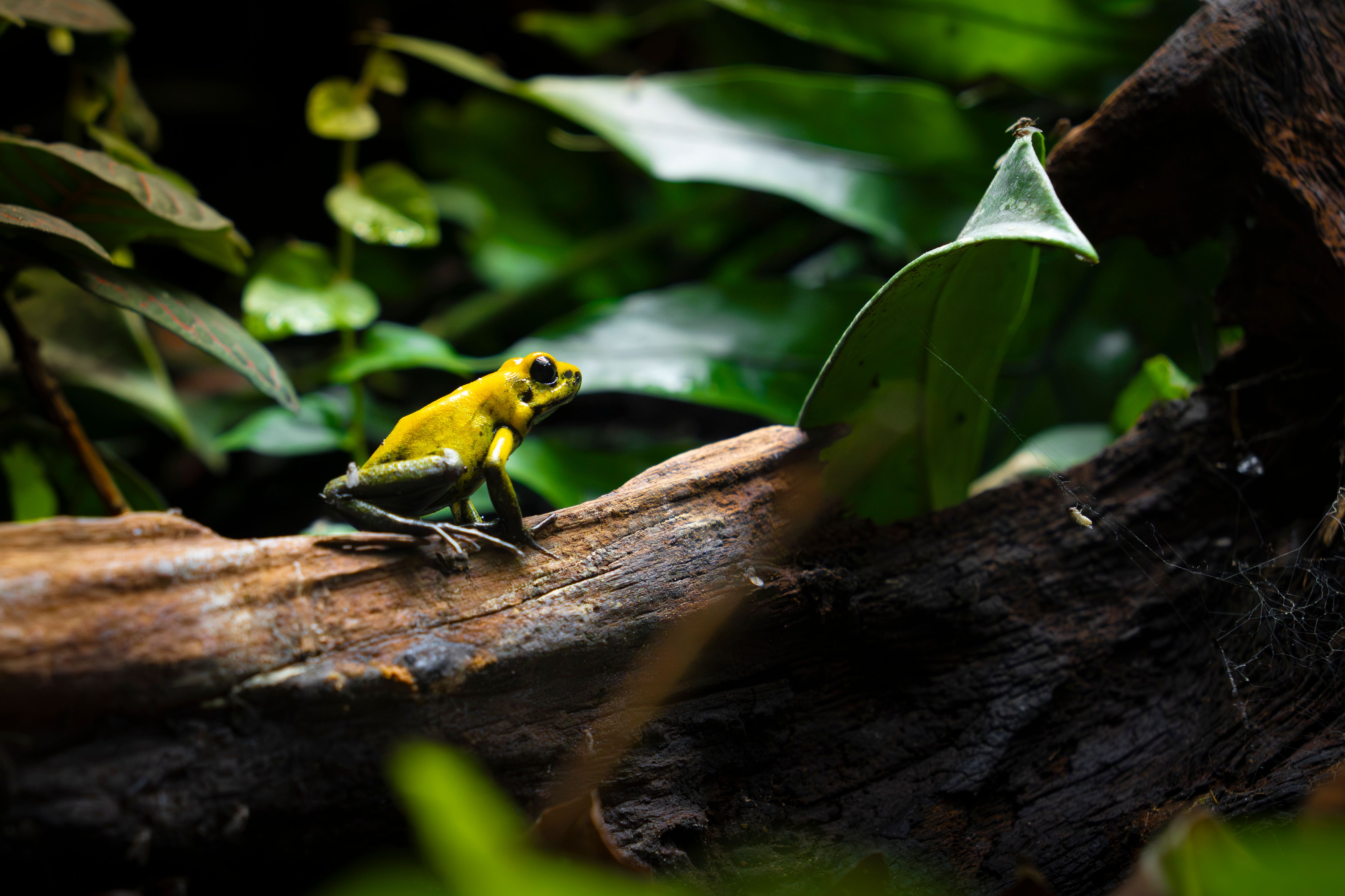 Bright Yellow Frog on a Woodland Log · Free Stock Photo