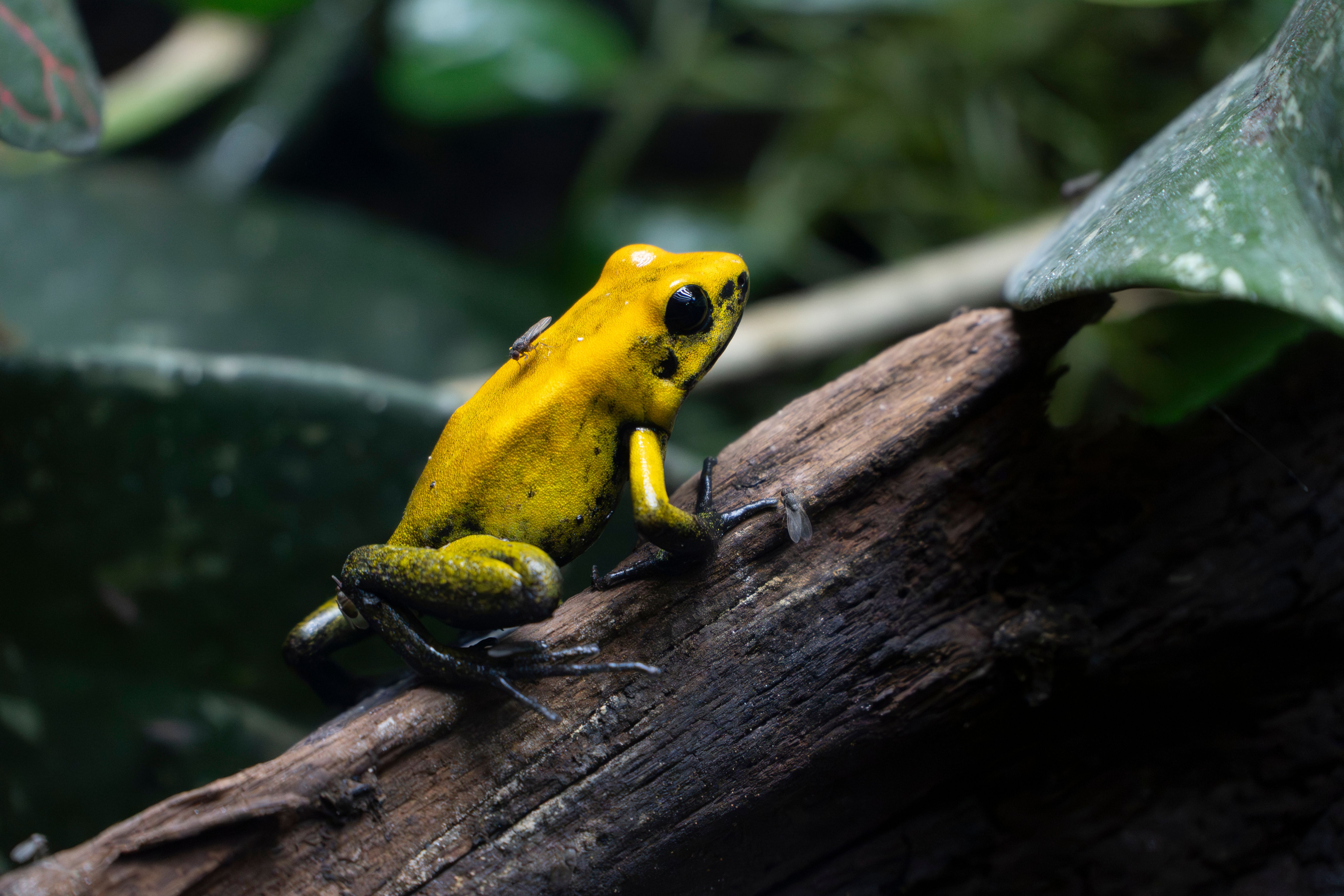 Golden Poison Dart Frog on a Forest Log · Free Stock Photo