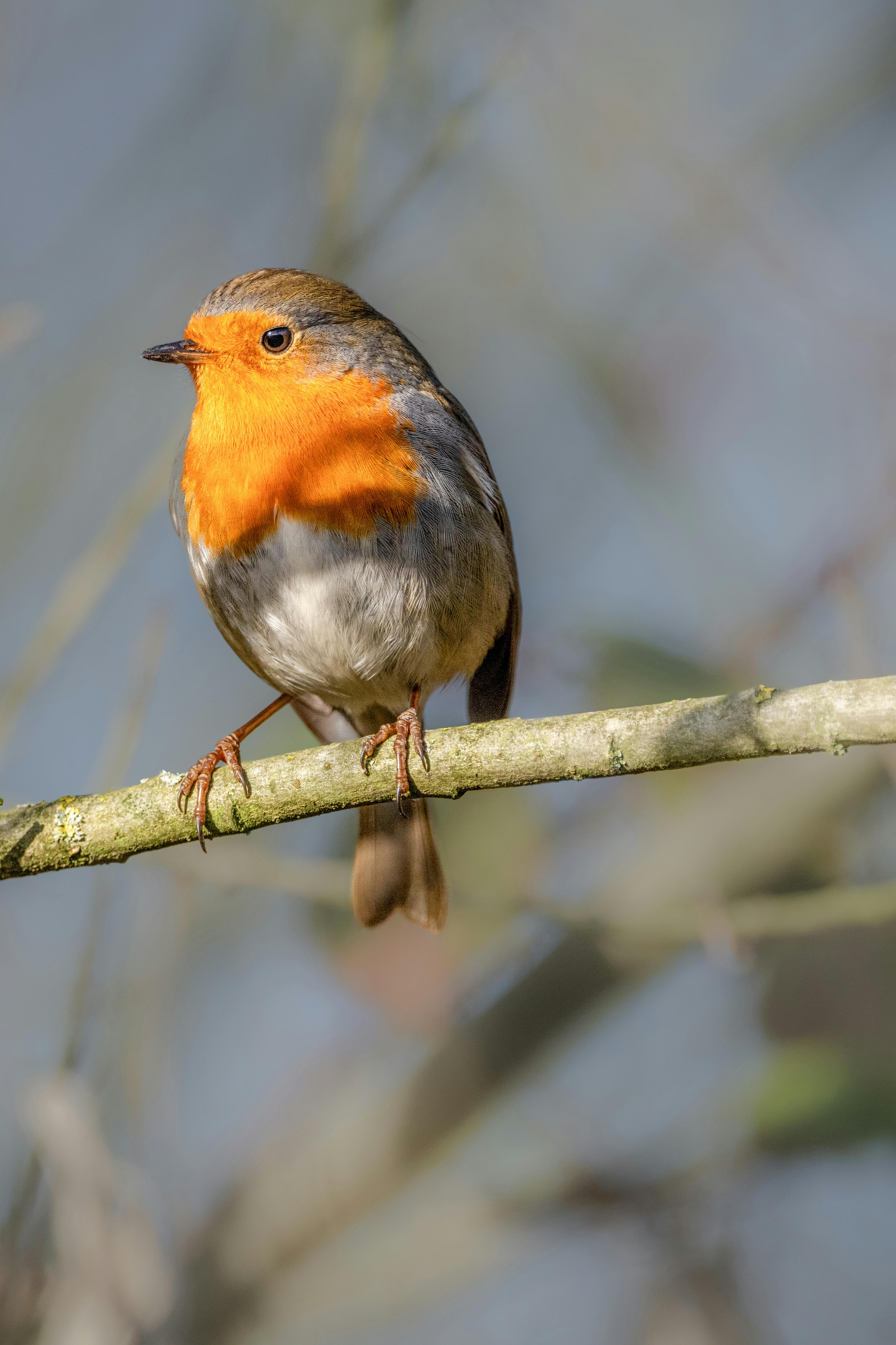 Close-up of European Robin on a Branch in Sunlight · Free Stock Photo