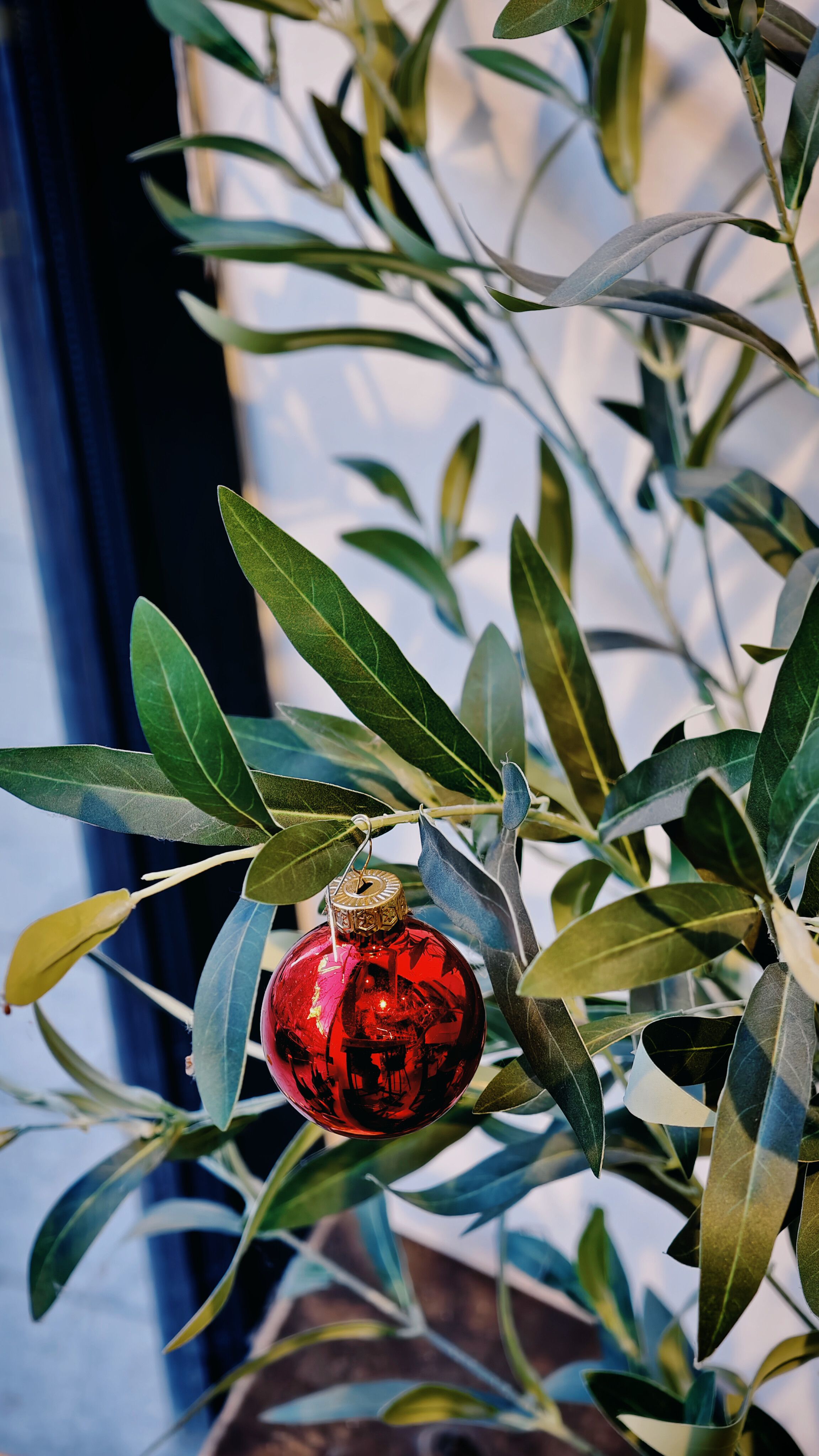 Olive Photos, Download The BEST Free Olive Stock Photos & HD Images