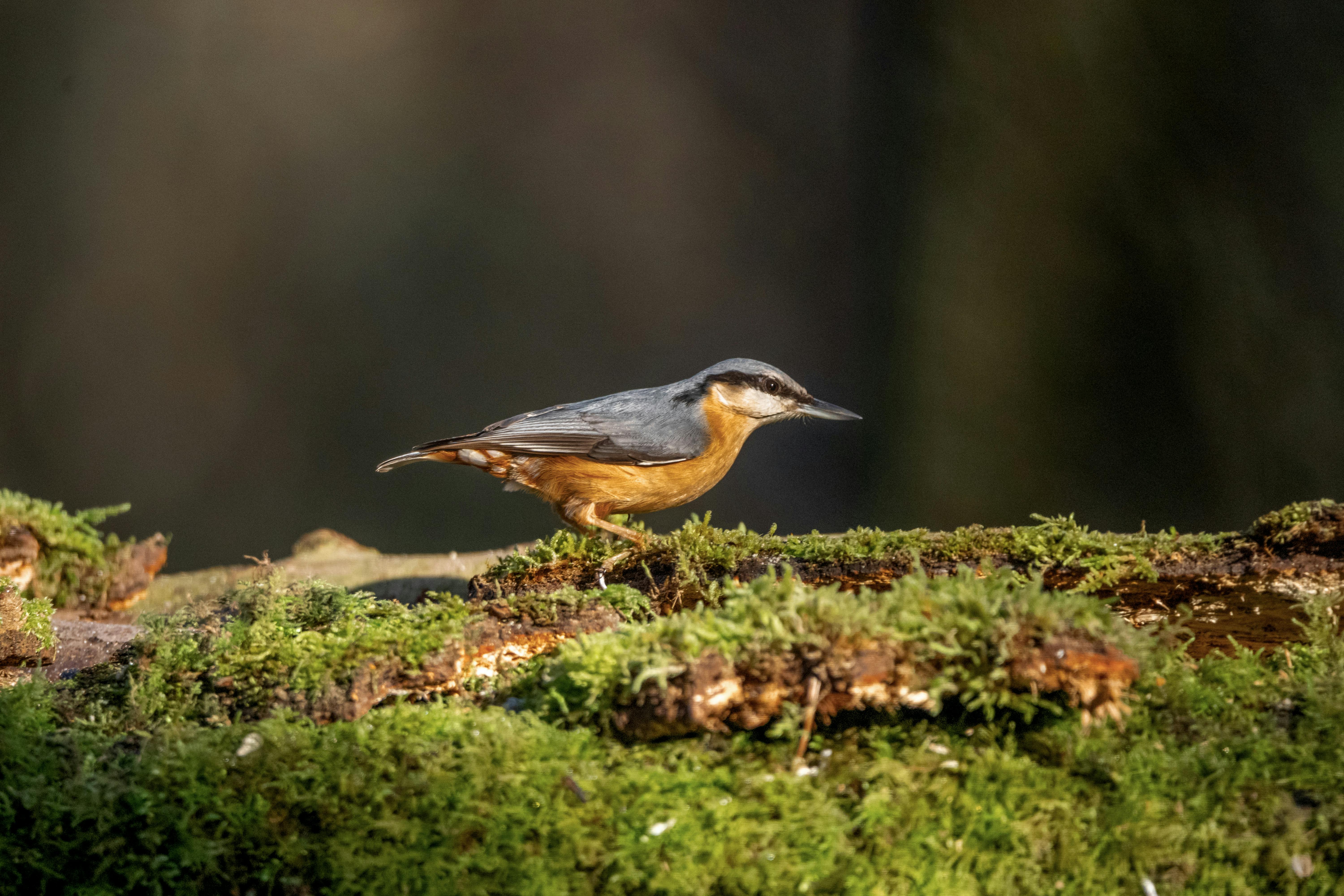 Free Video Clips Photos, Download The BEST Free Free Video Clips Stock ...