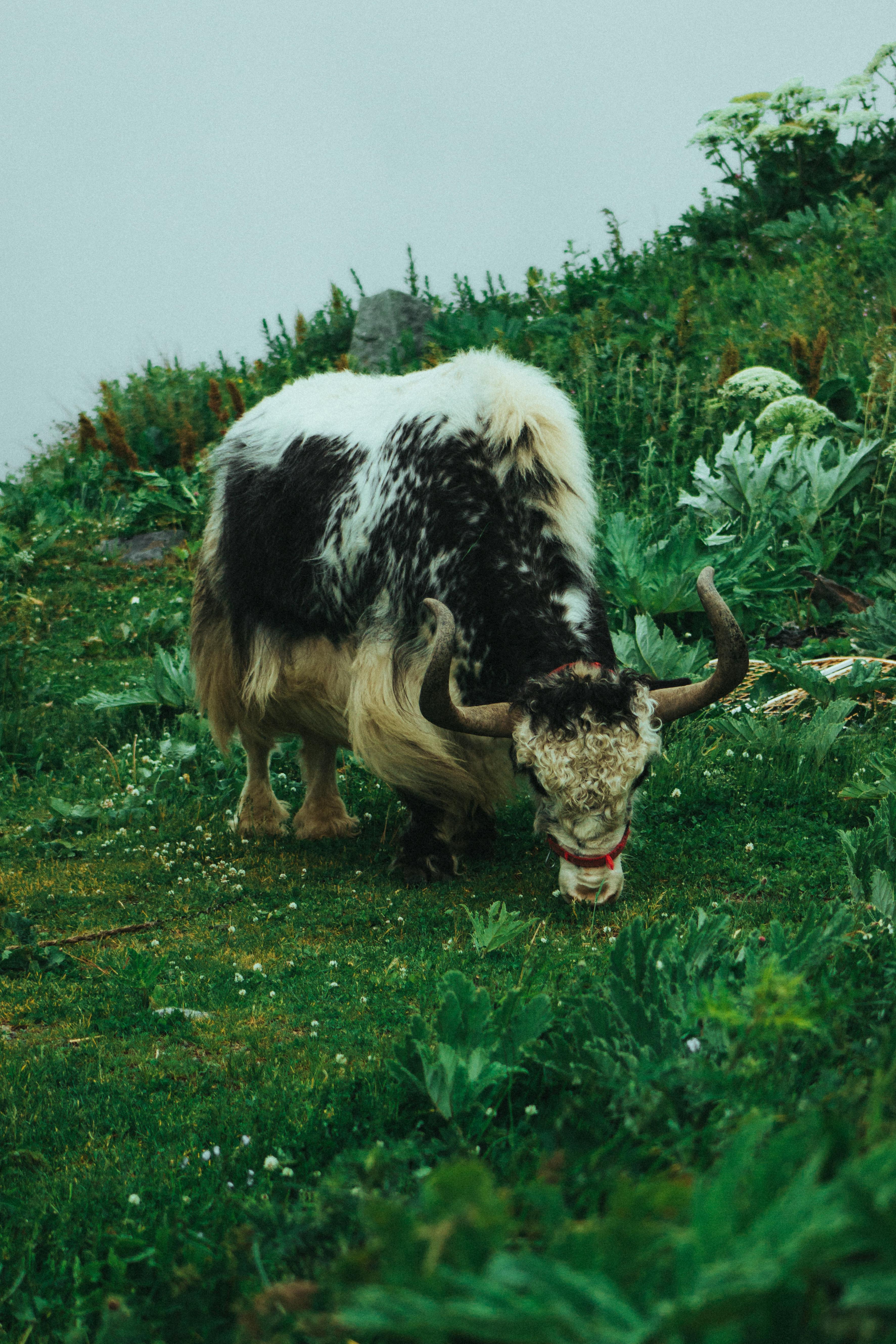 Ultimate+Predator+Animals Photos, Download The BEST Free Ultimate ...