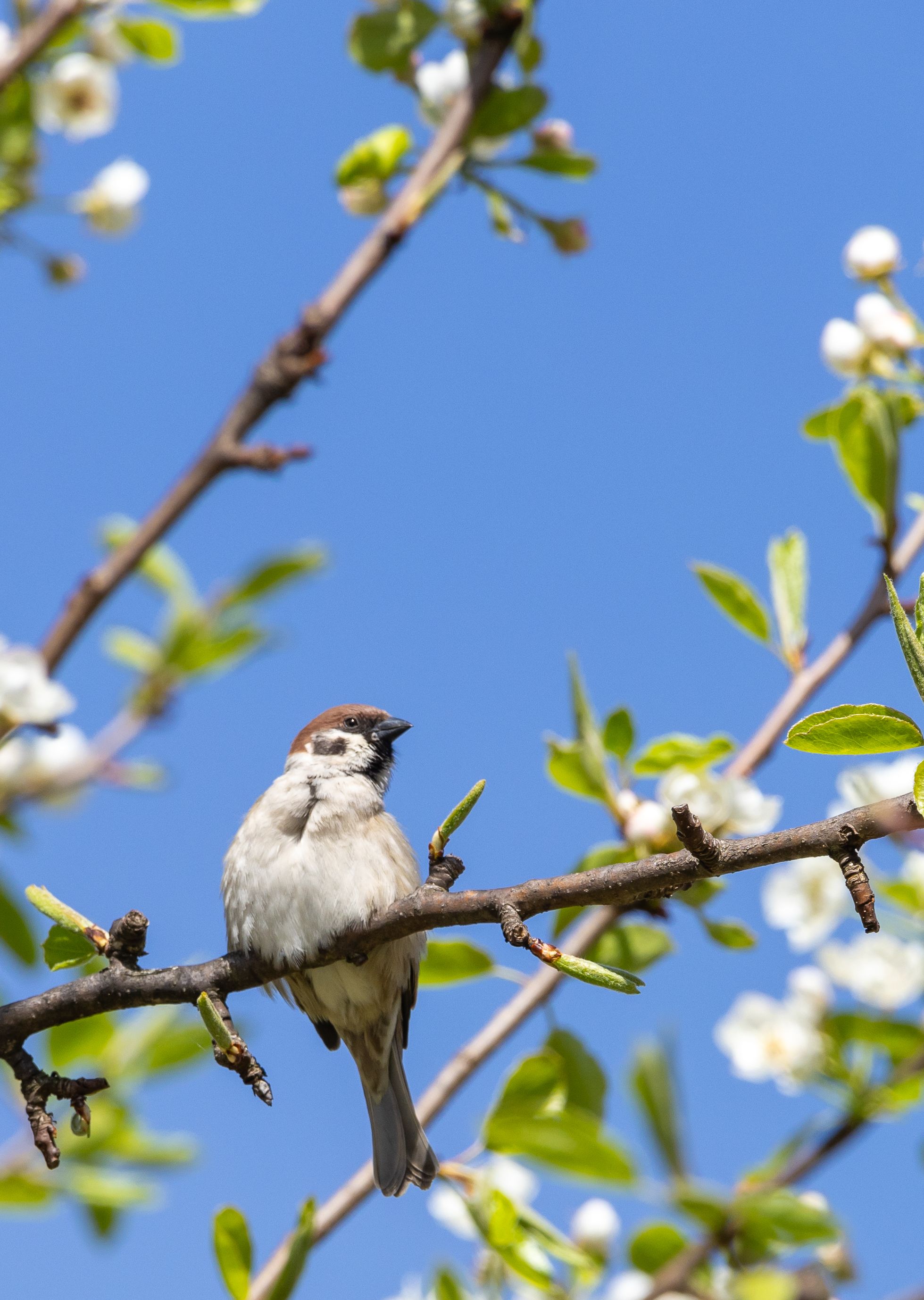 Sparrow on Branches with Spring Blossoms · Free Stock Photo
