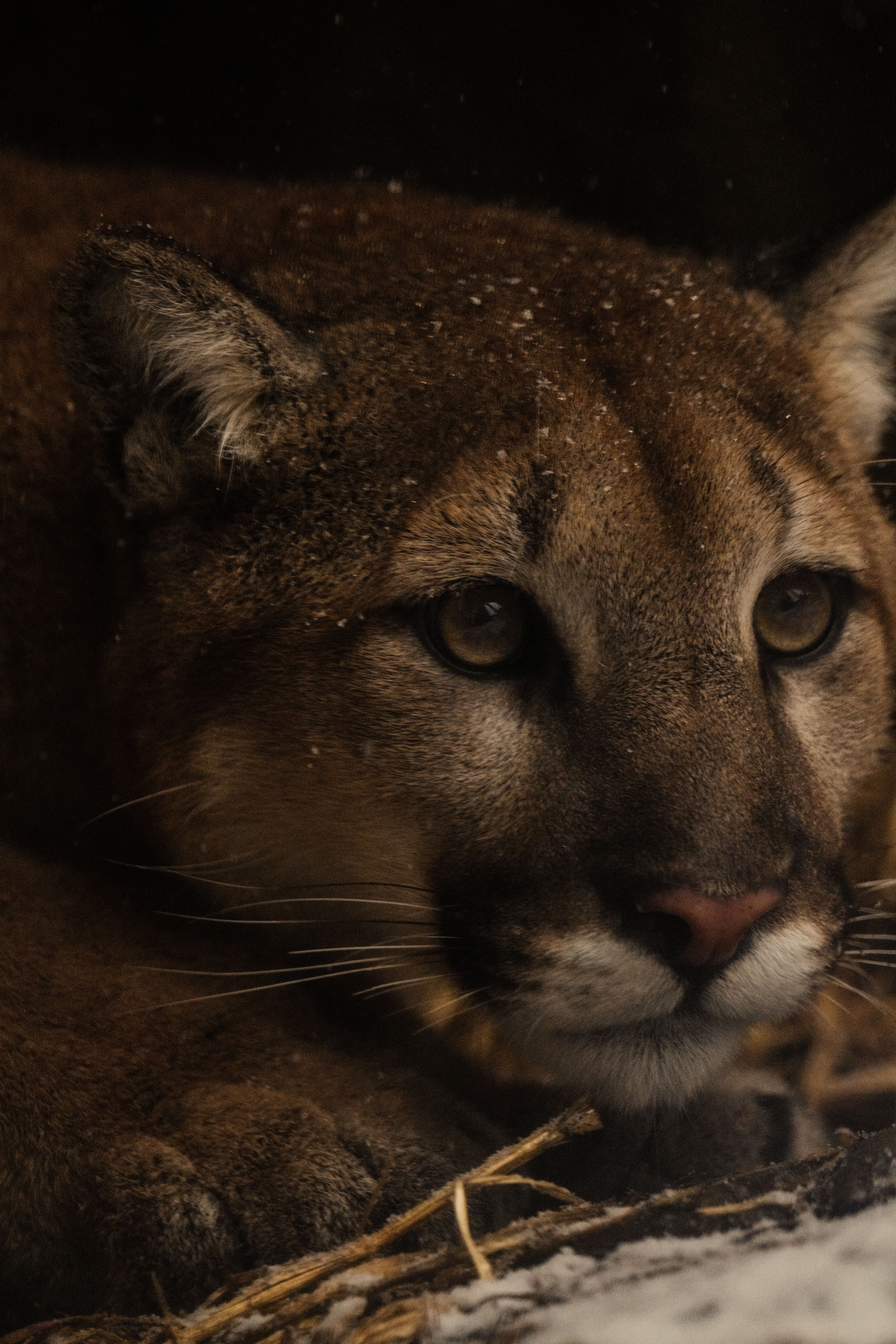 Close-Up Portrait of a Puma in Snowy Habitat · Free Stock Photo