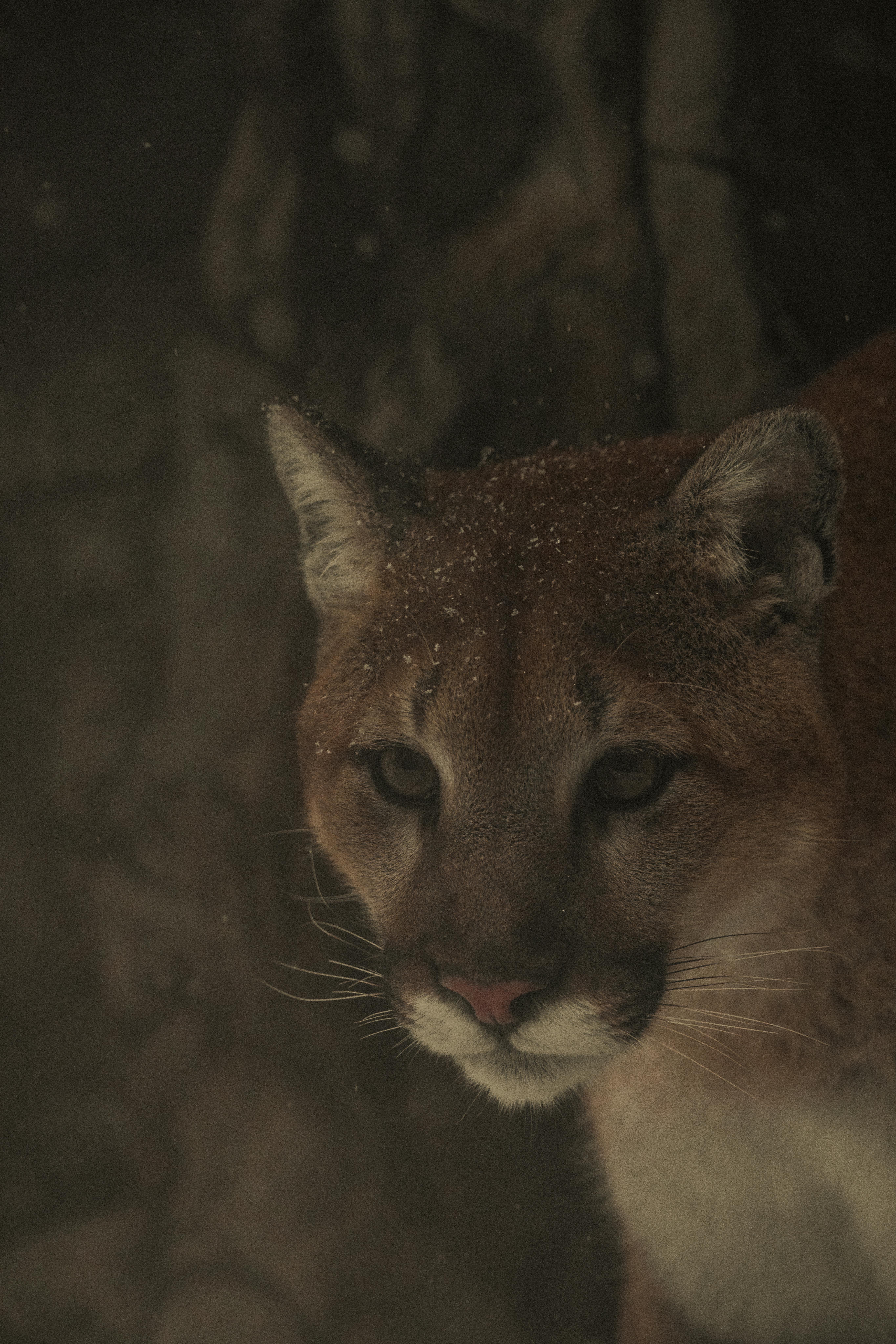 4k Aesthetic Cat Wallpapers Photos, Download The BEST Free 4k Aesthetic ...