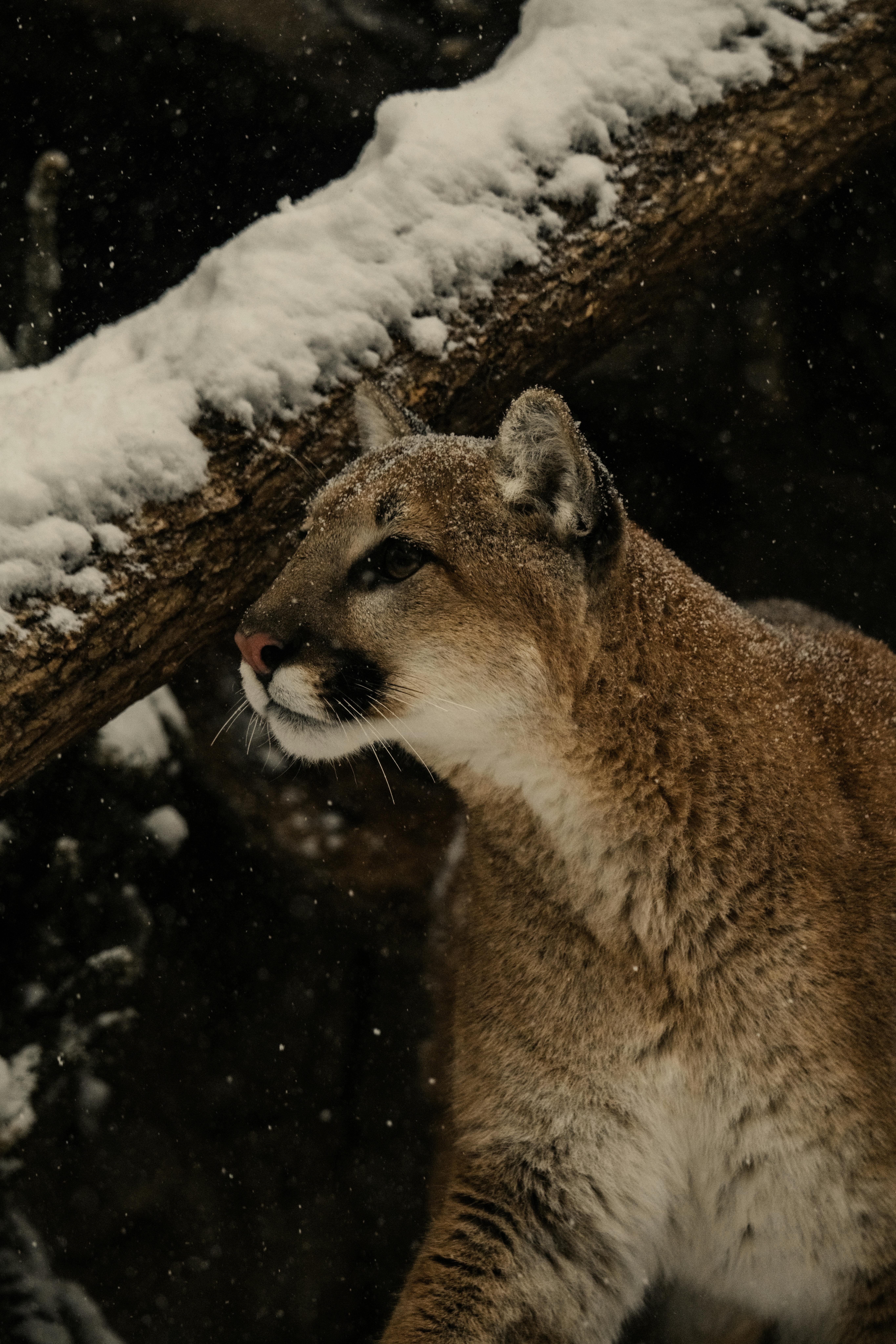 Sigma Desktop Wallpapers Photos, Download The BEST Free Sigma Desktop ...