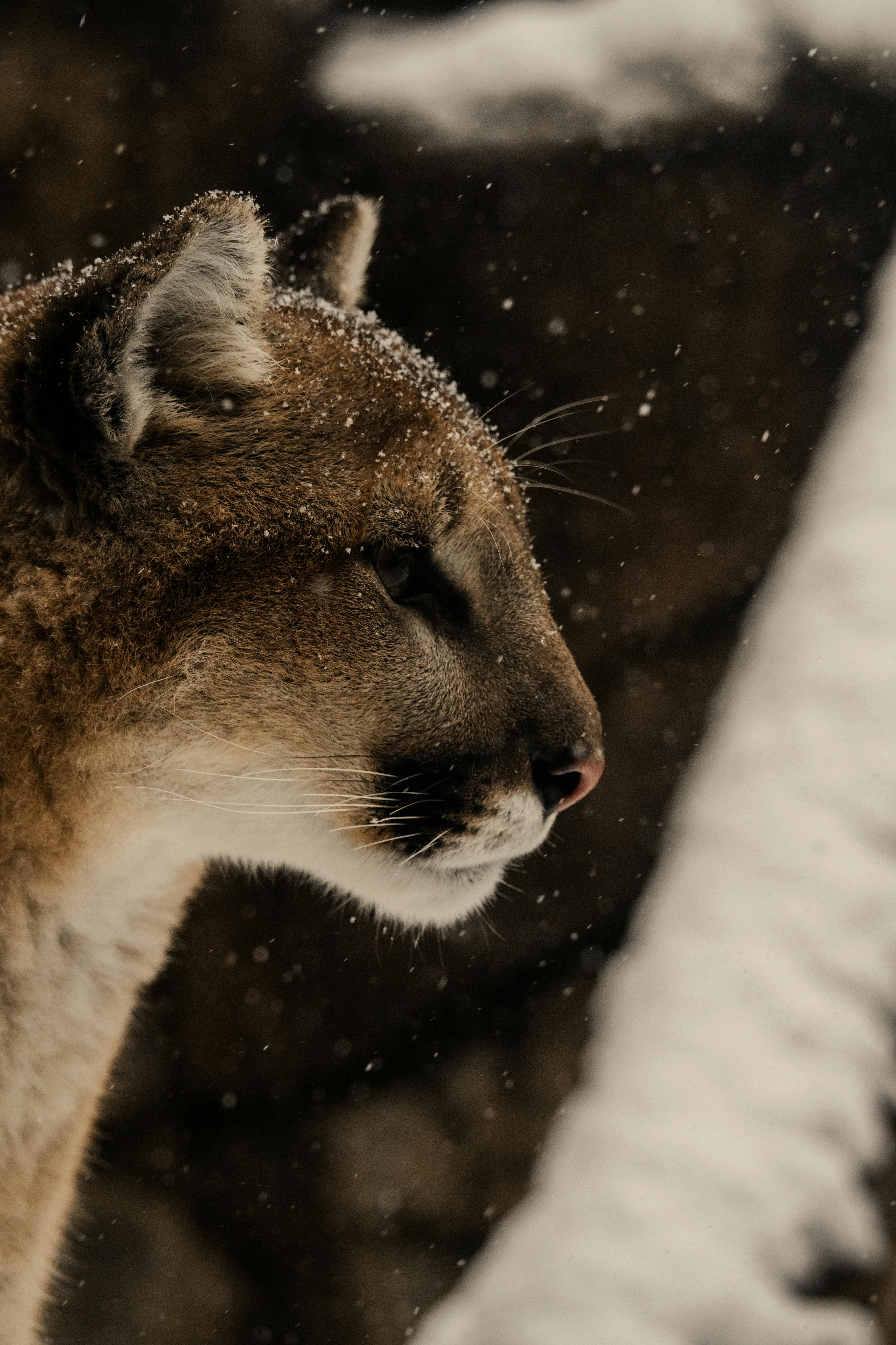 Close-up of a Mountain Lion in Snowy Habitat · Free Stock Photo