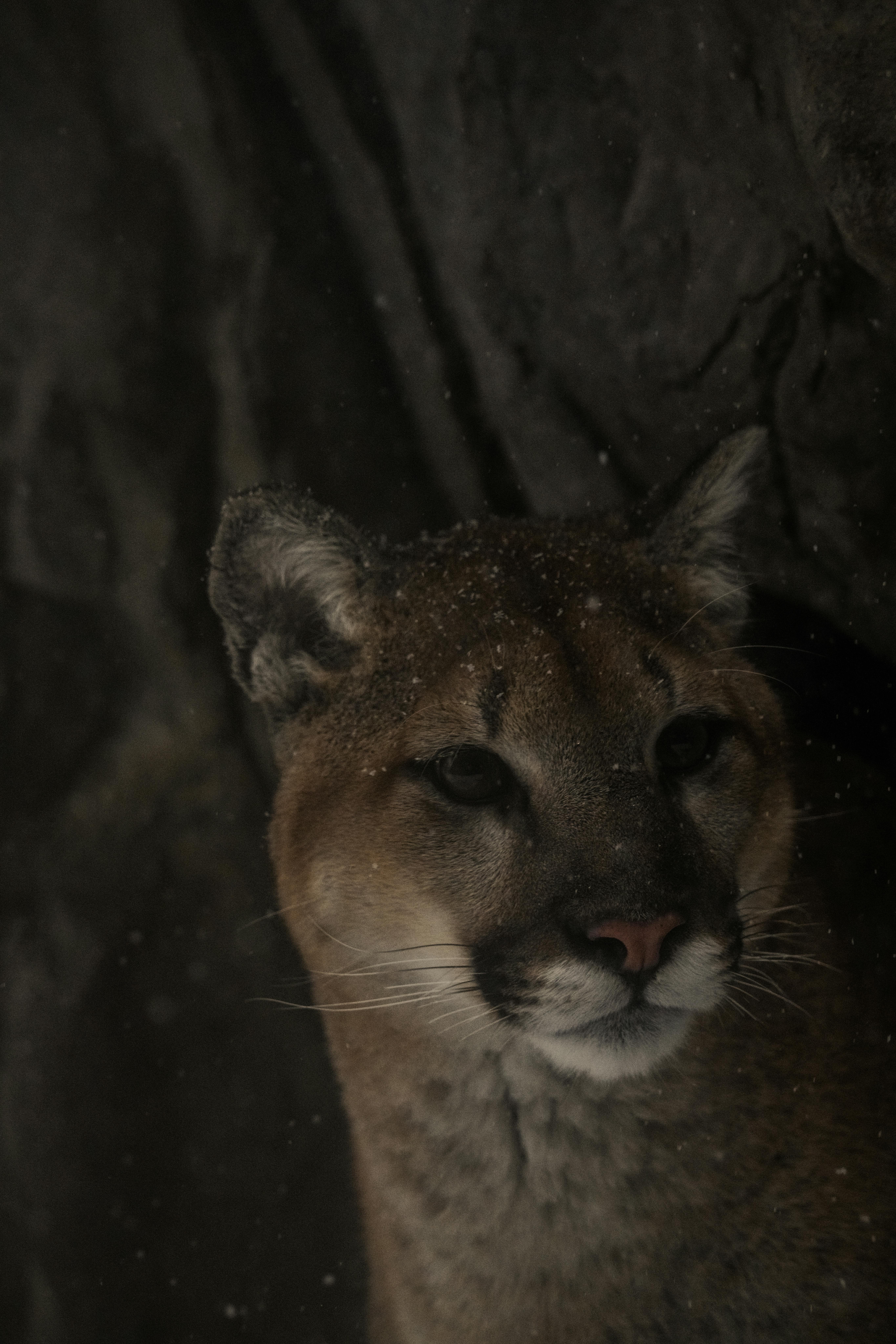 Cat Hd Laptop Wallpapers Photos, Download The BEST Free Cat Hd Laptop ...