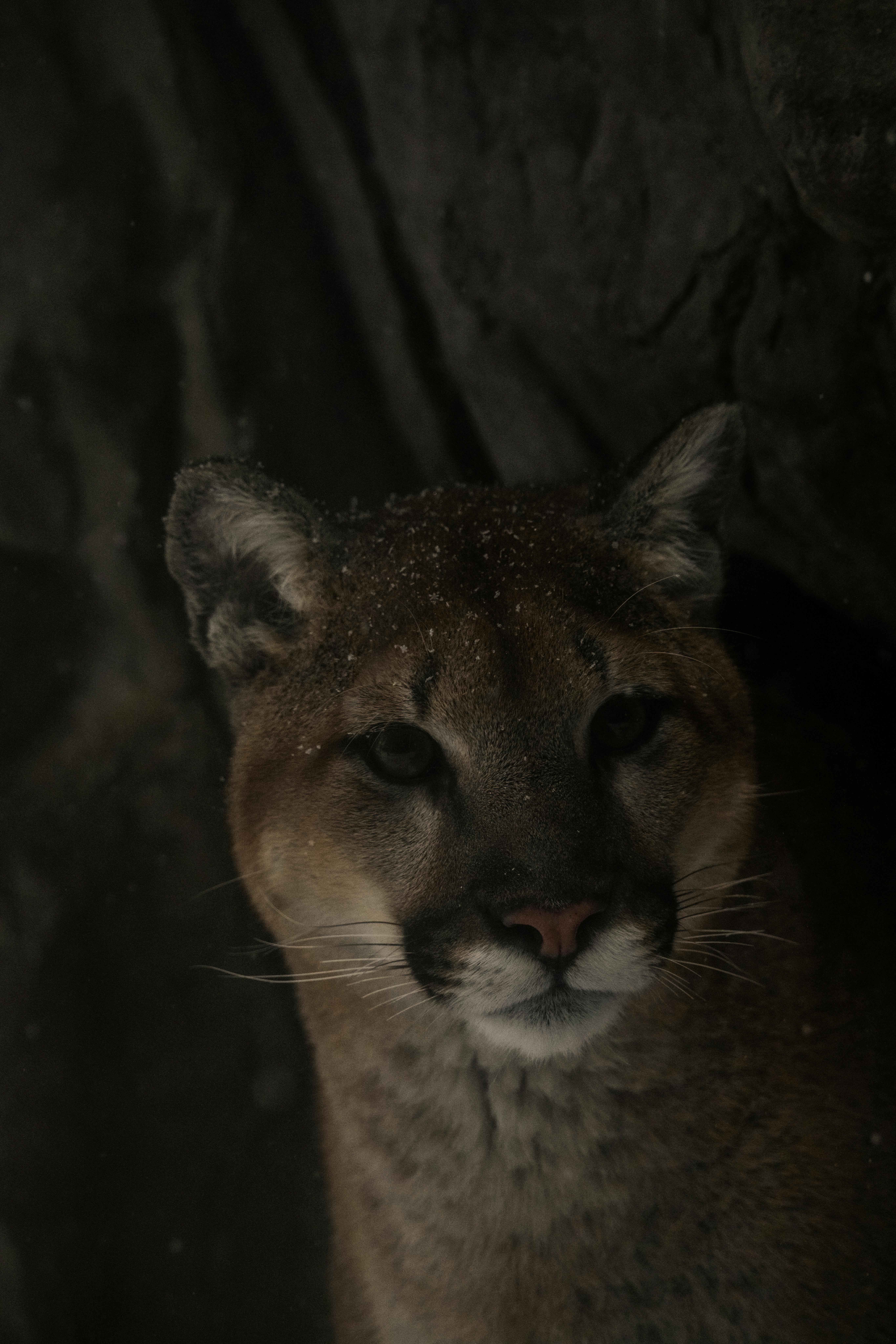 Doğal Yaşam Alanında Görkemli Bir Puma Portresi · Ücretsiz Stok Fotoğraf