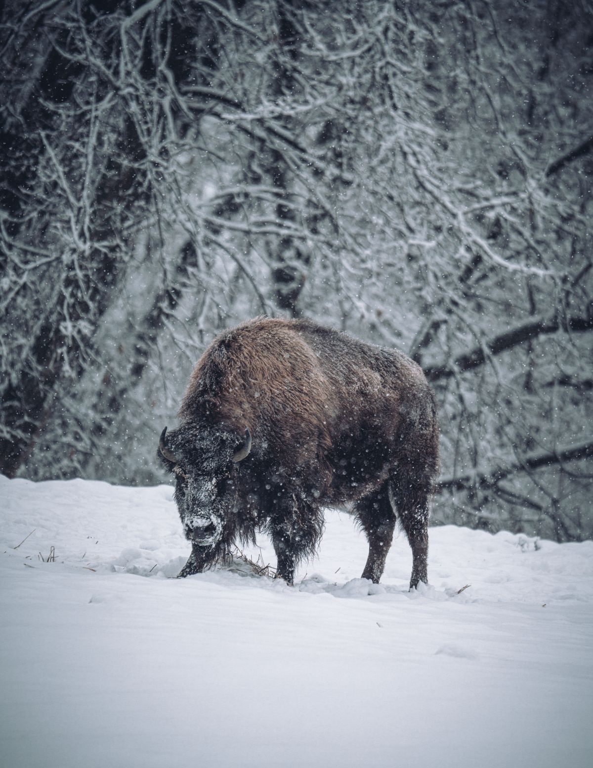 Winter Lock Screen Wallpapers Photos, Download The BEST Free Winter ...