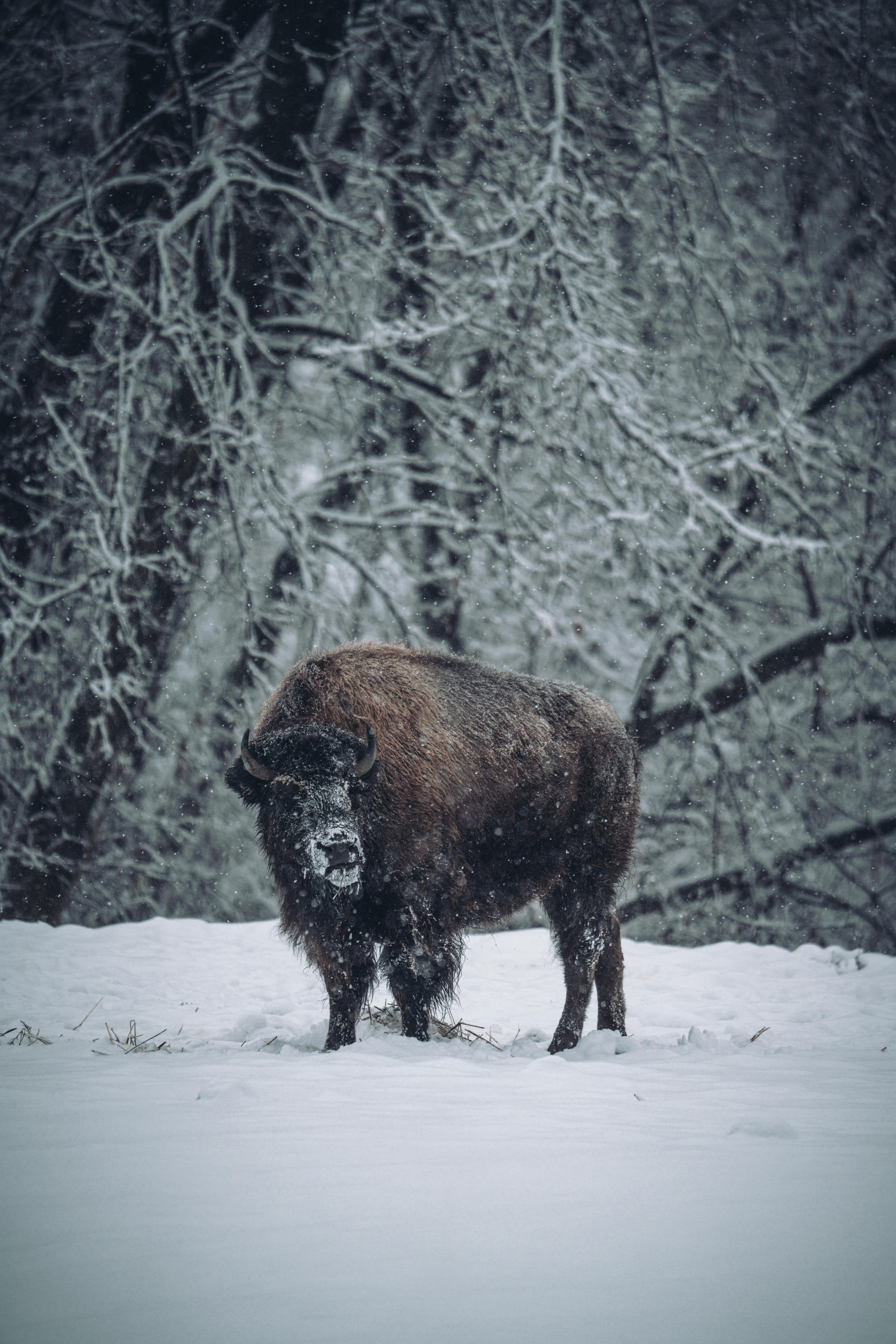 Winter Lock Screen Wallpapers Photos, Download The BEST Free Winter ...