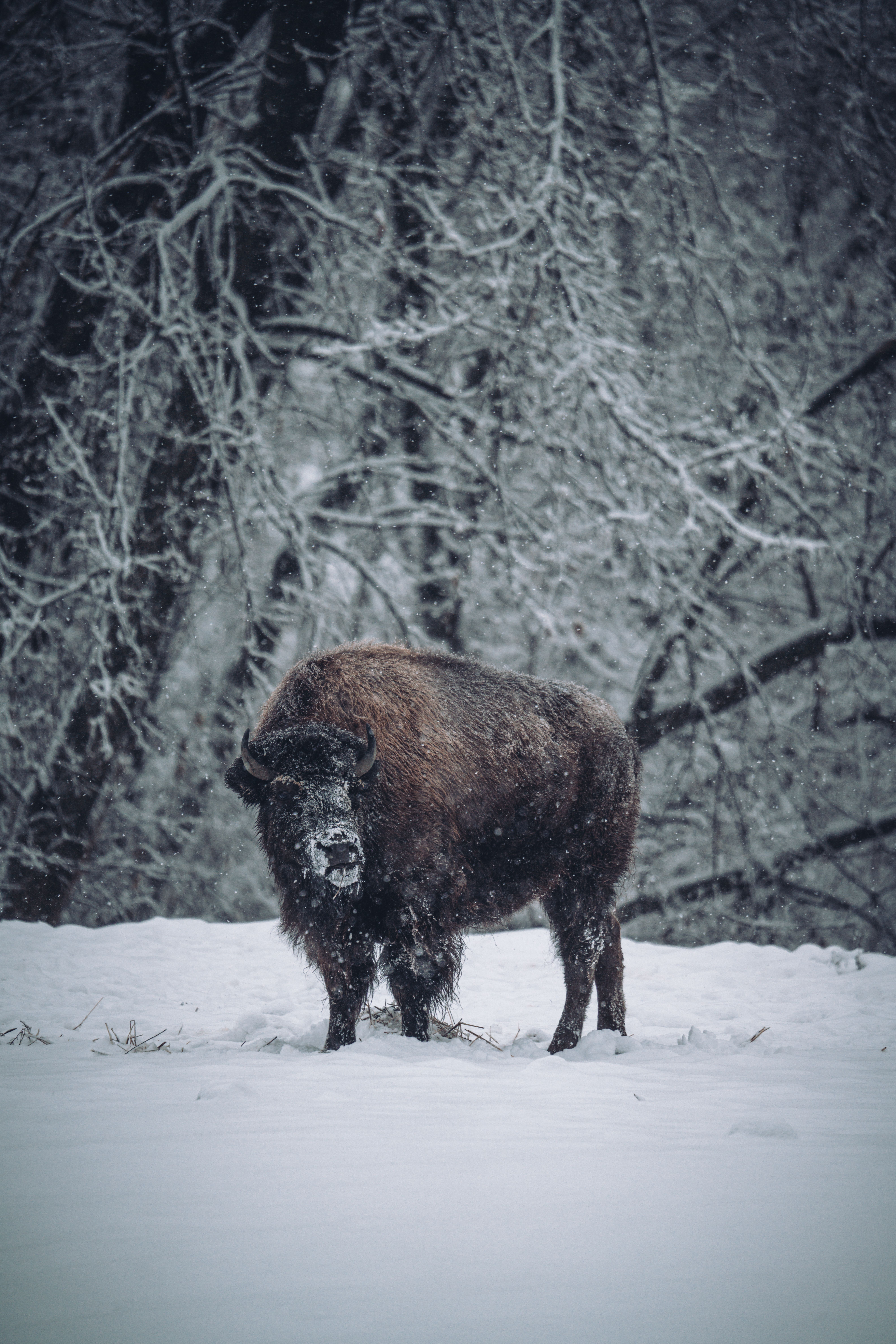 Buffalo in Snowy Winter Forest Scene · Free Stock Photo