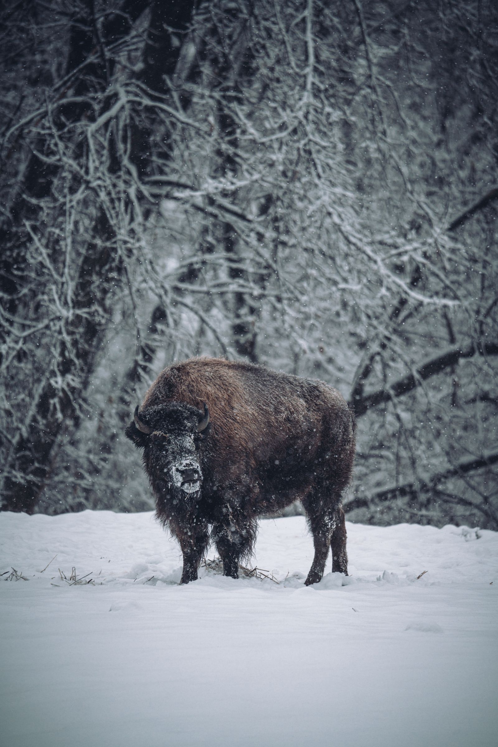 1,000+ Best Buffalo Photos · 100% Free Download · Pexels Stock Photos