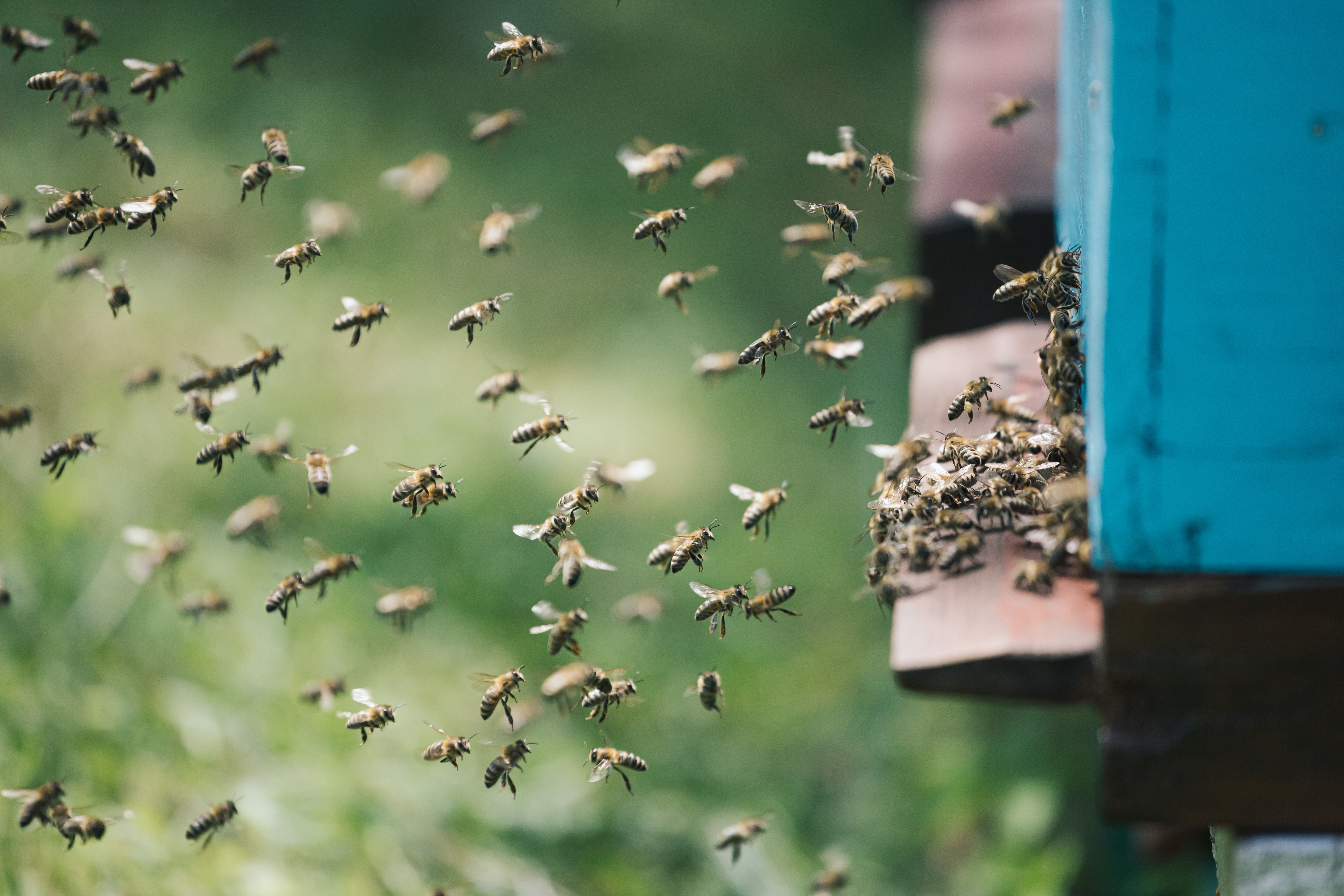 Beehive Photos, Download The BEST Free Beehive Stock Photos & HD Images