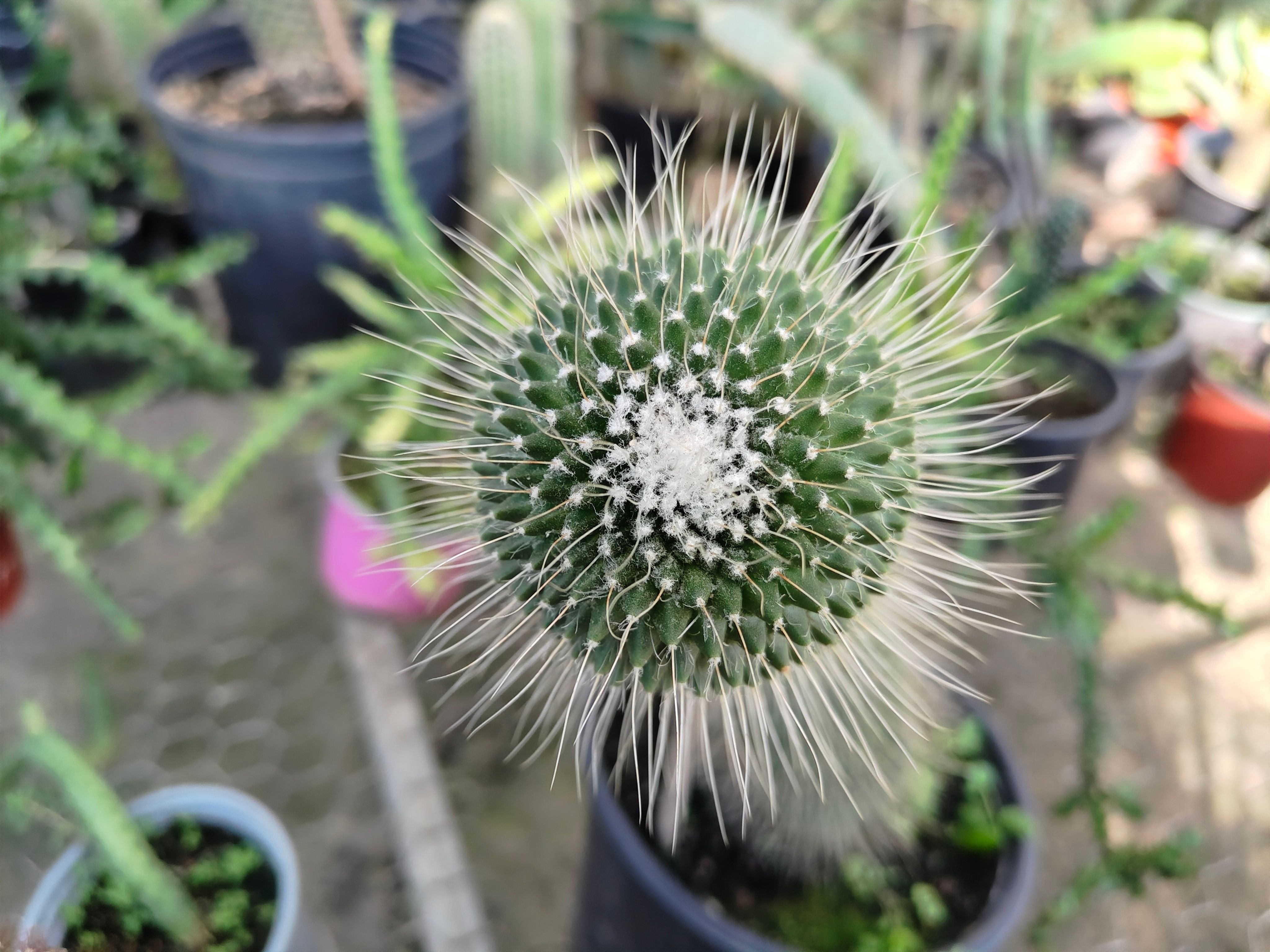 Close-Up of Round Spiky Cactus in Garden · Free Stock Photo