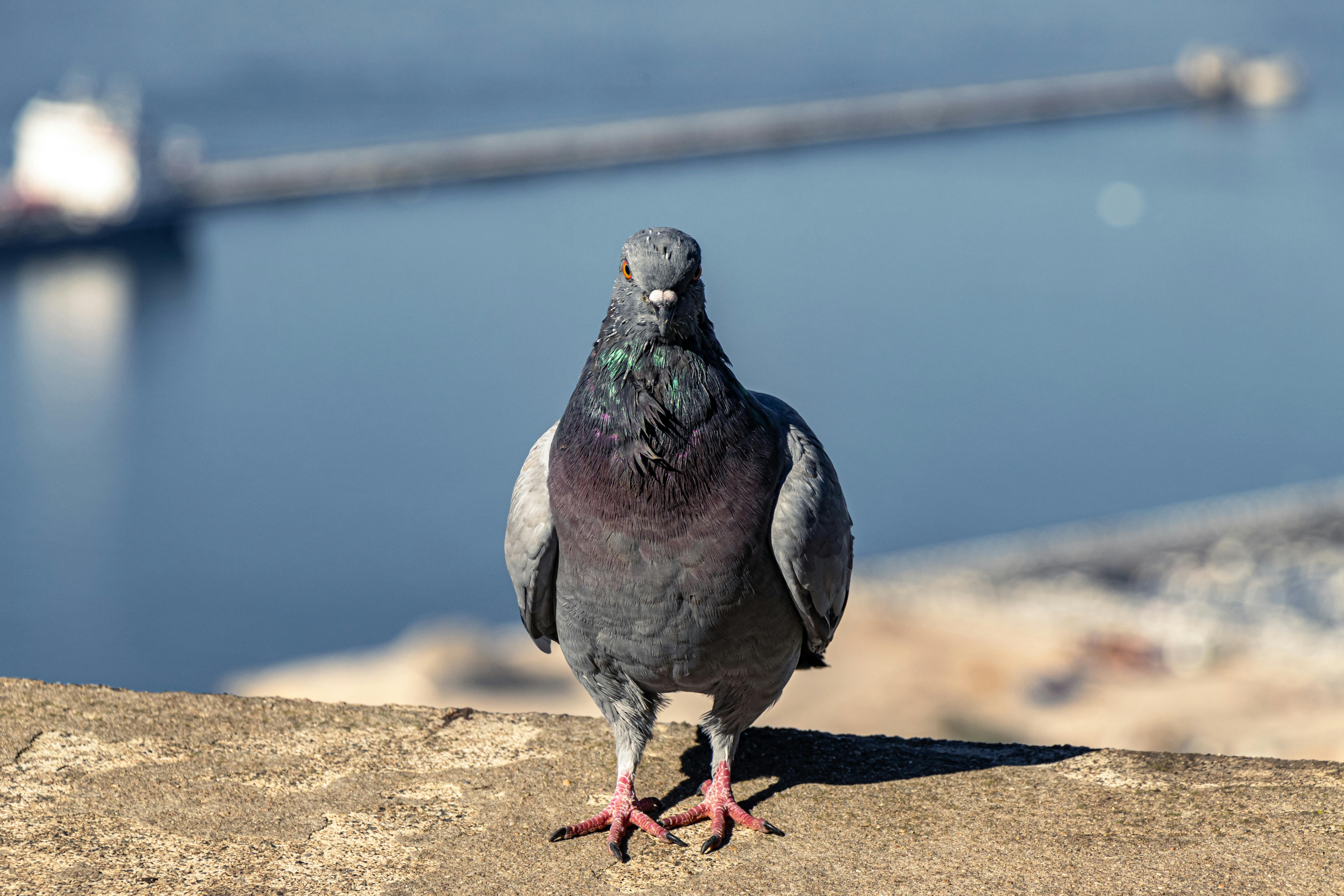 Free Lionel Messi Photos, Download The BEST Free Free Lionel Messi ...