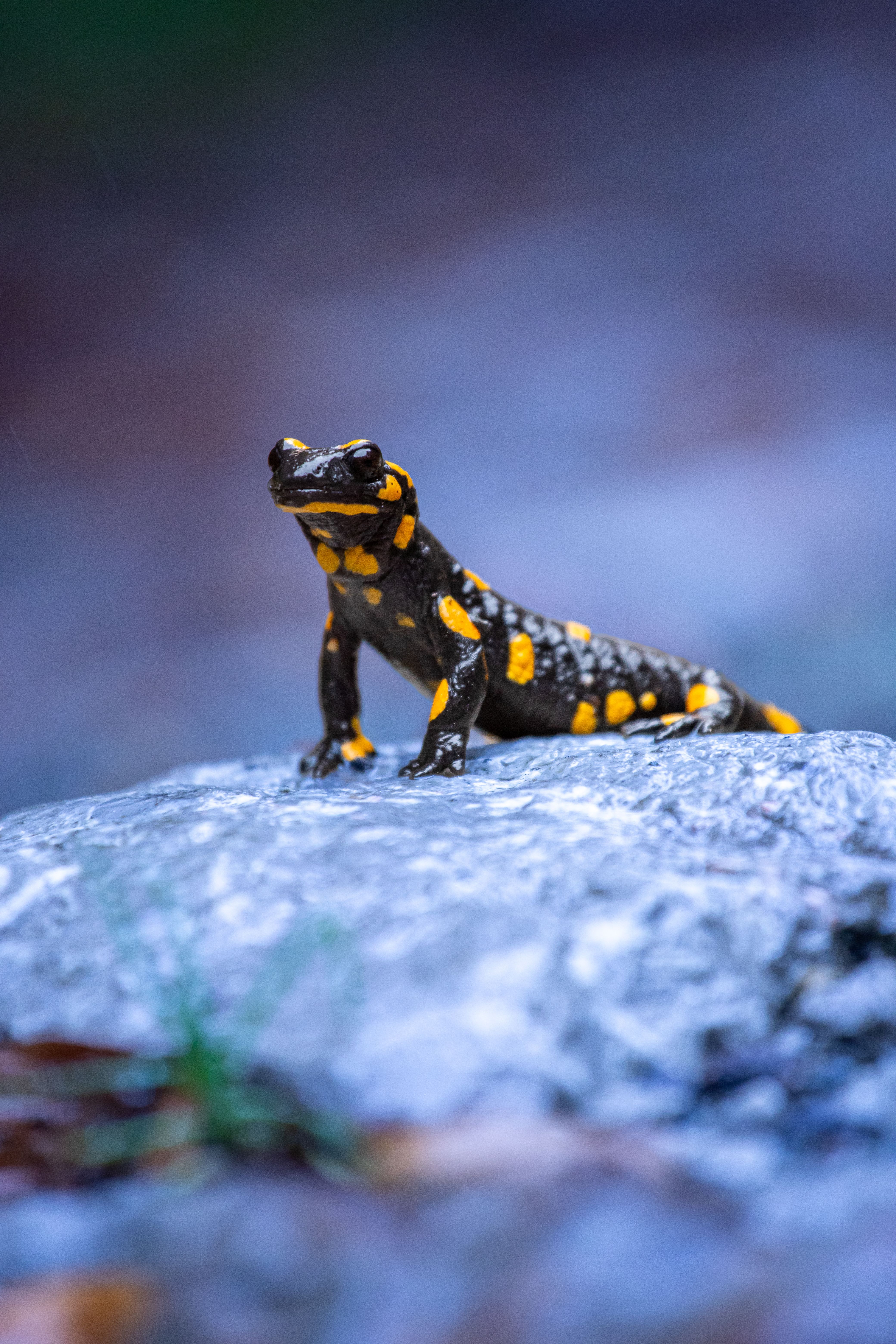 Vibrant Yellow-Spotted Fire Salamander on Rock · Free Stock Photo