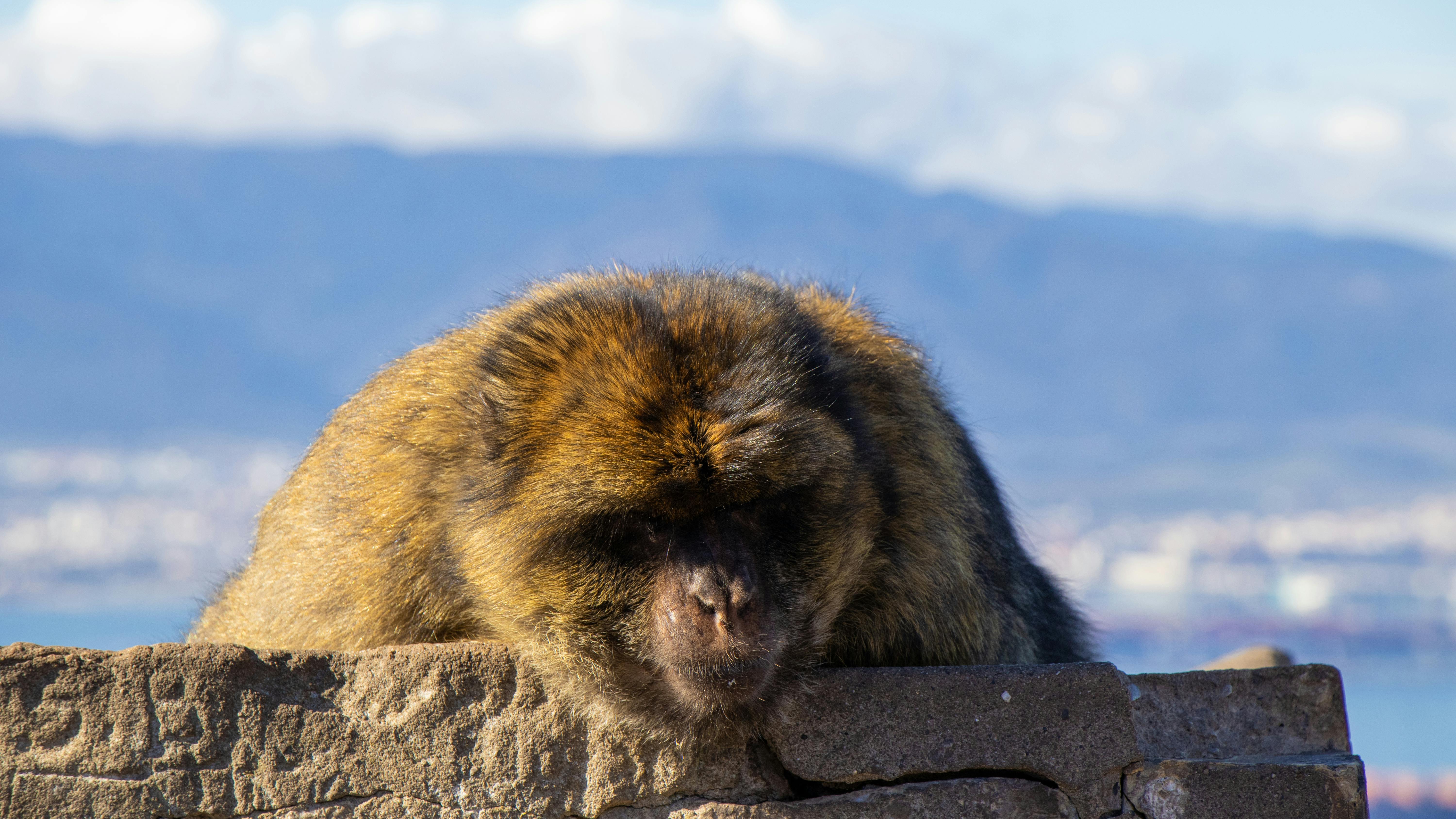 Gyaru Background Photos, Download The BEST Free Gyaru Background Stock ...