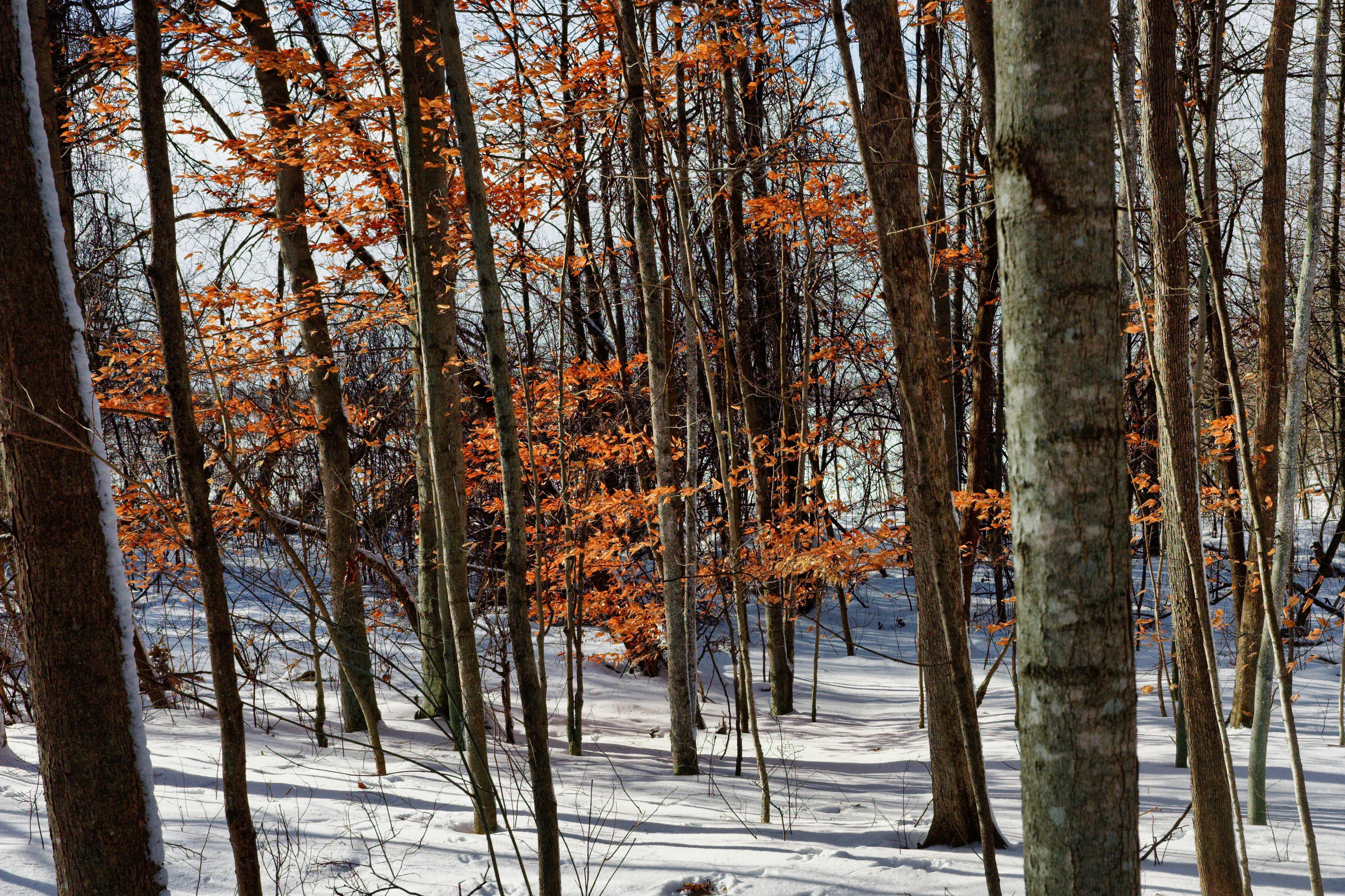 300,000+张最精彩的“Top-of-the-north”图片 · 100%免费下载 · Pexels素材图片