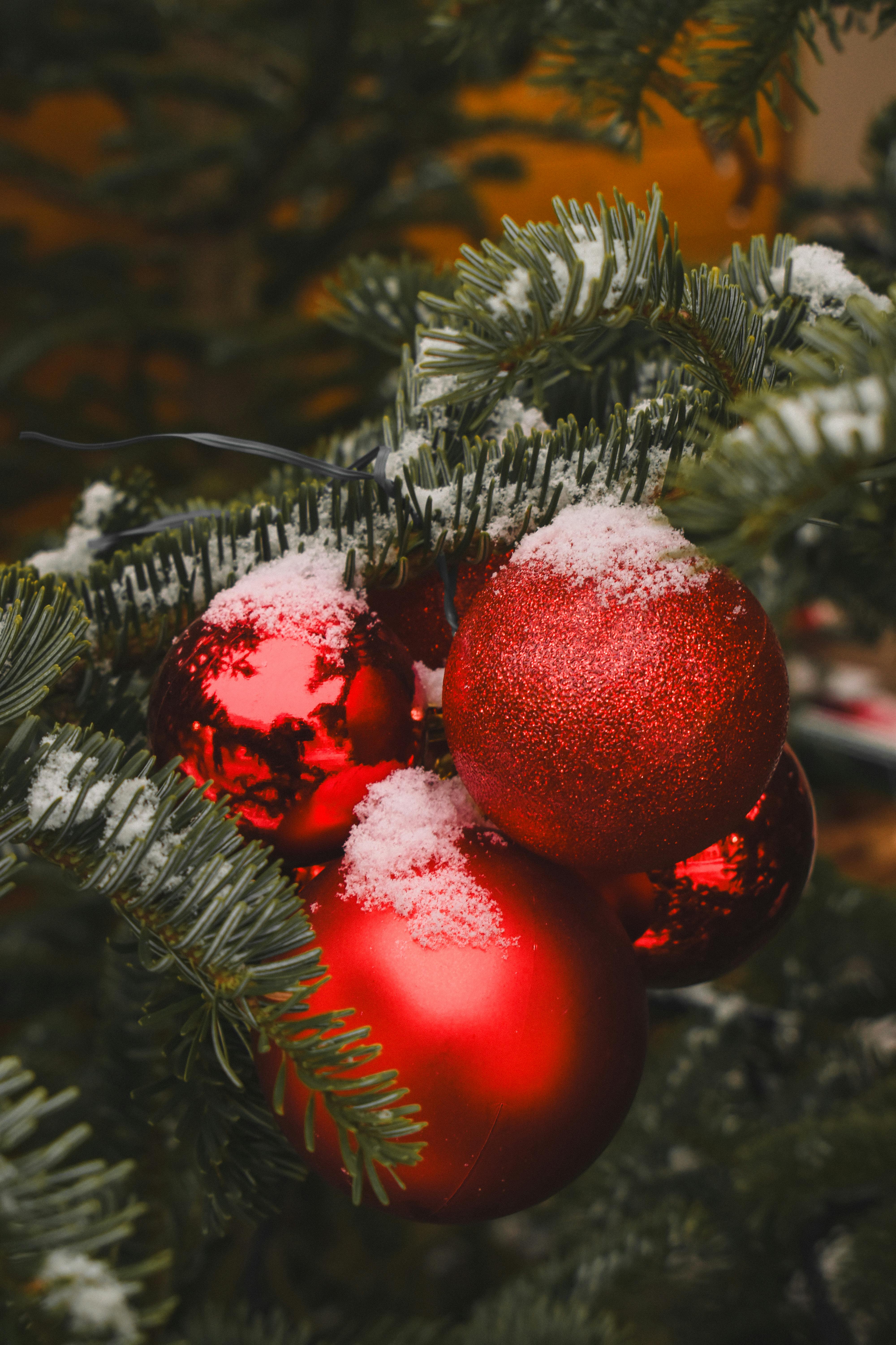 Close-up of Festive Red Christmas Ornaments on Tree · Free Stock Photo
