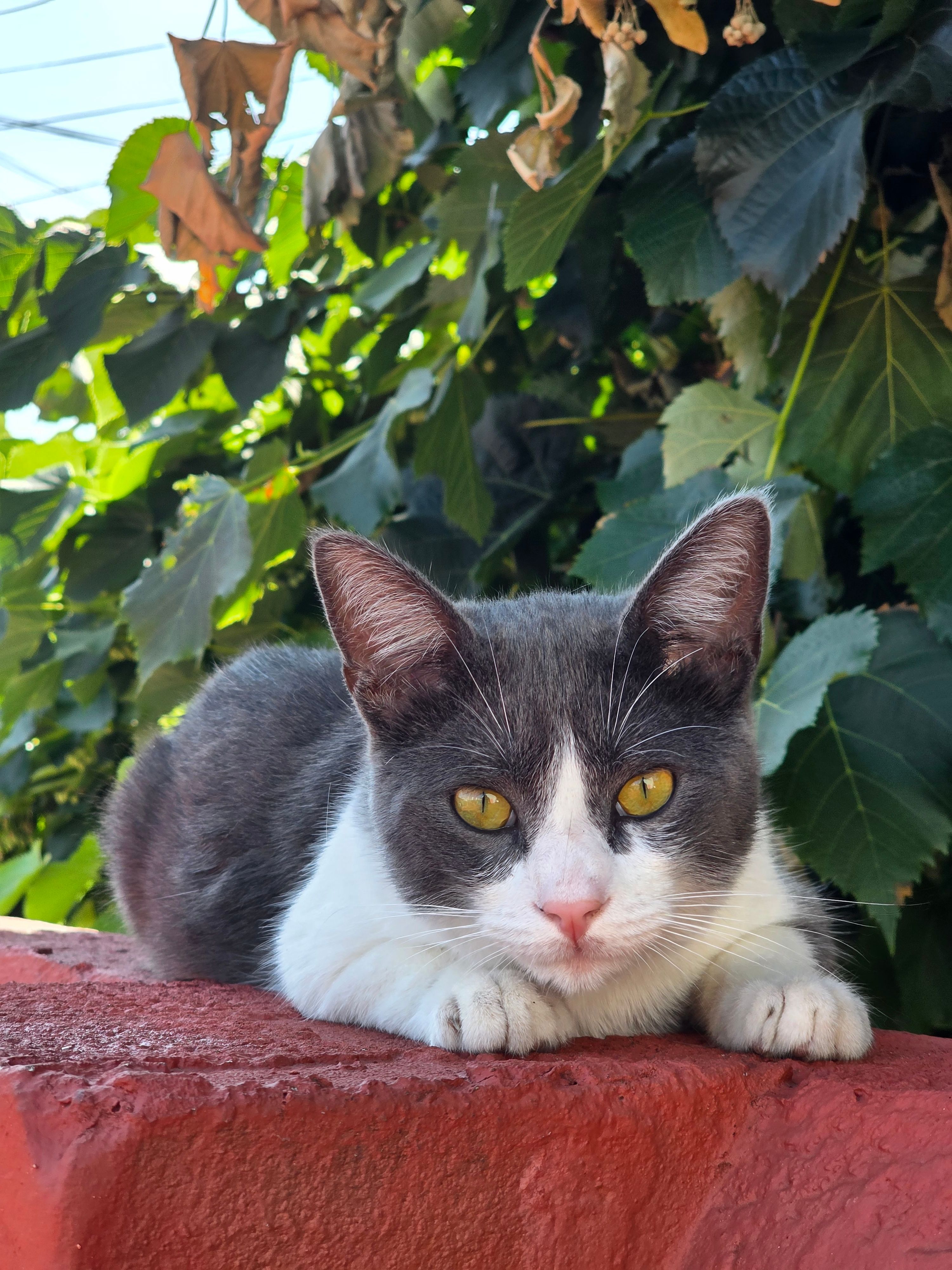 Cat Jet Photos, Download The BEST Free Cat Jet Stock Photos & HD Images