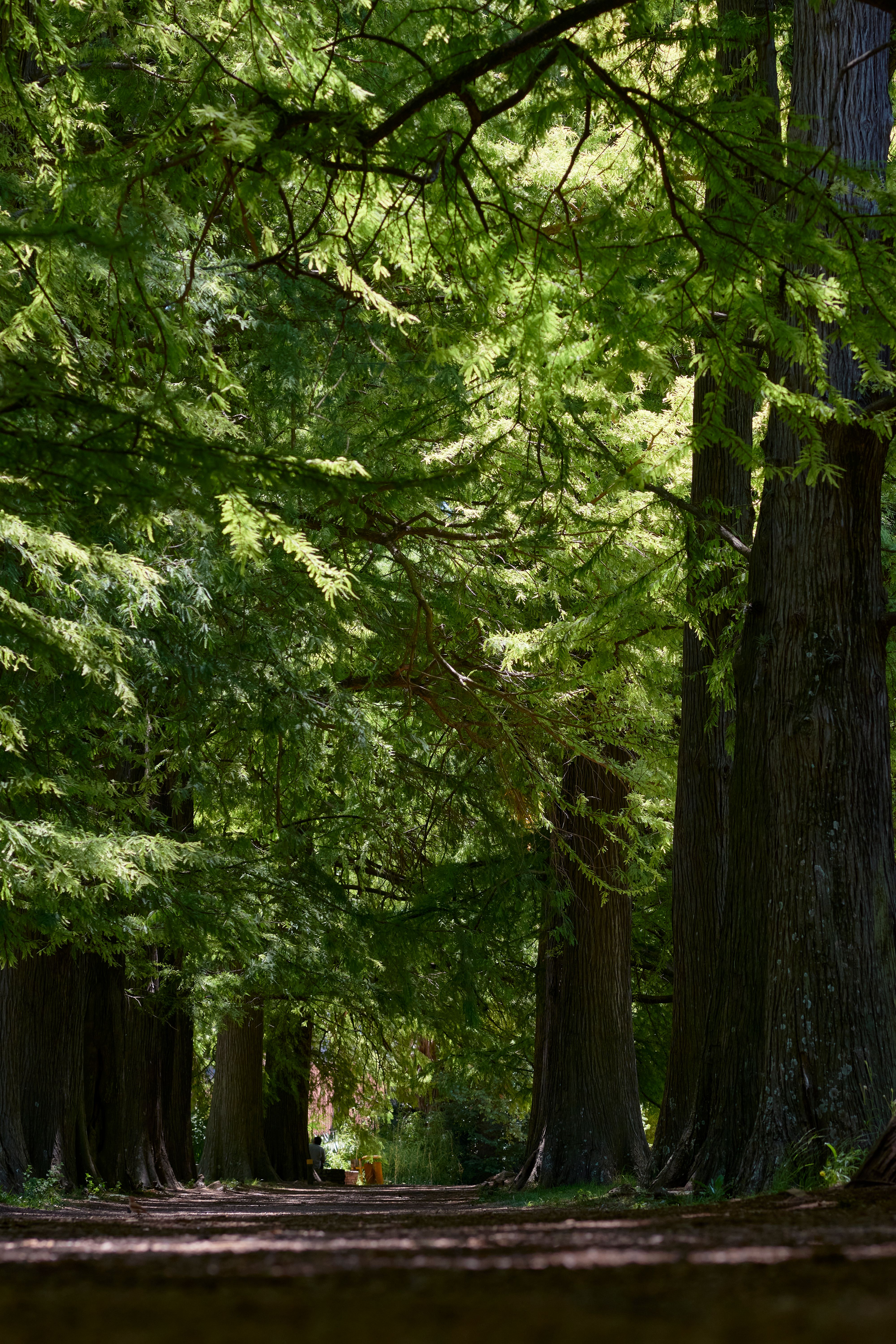 Tranquil Forest Path with Towering Trees · Free Stock Photo
