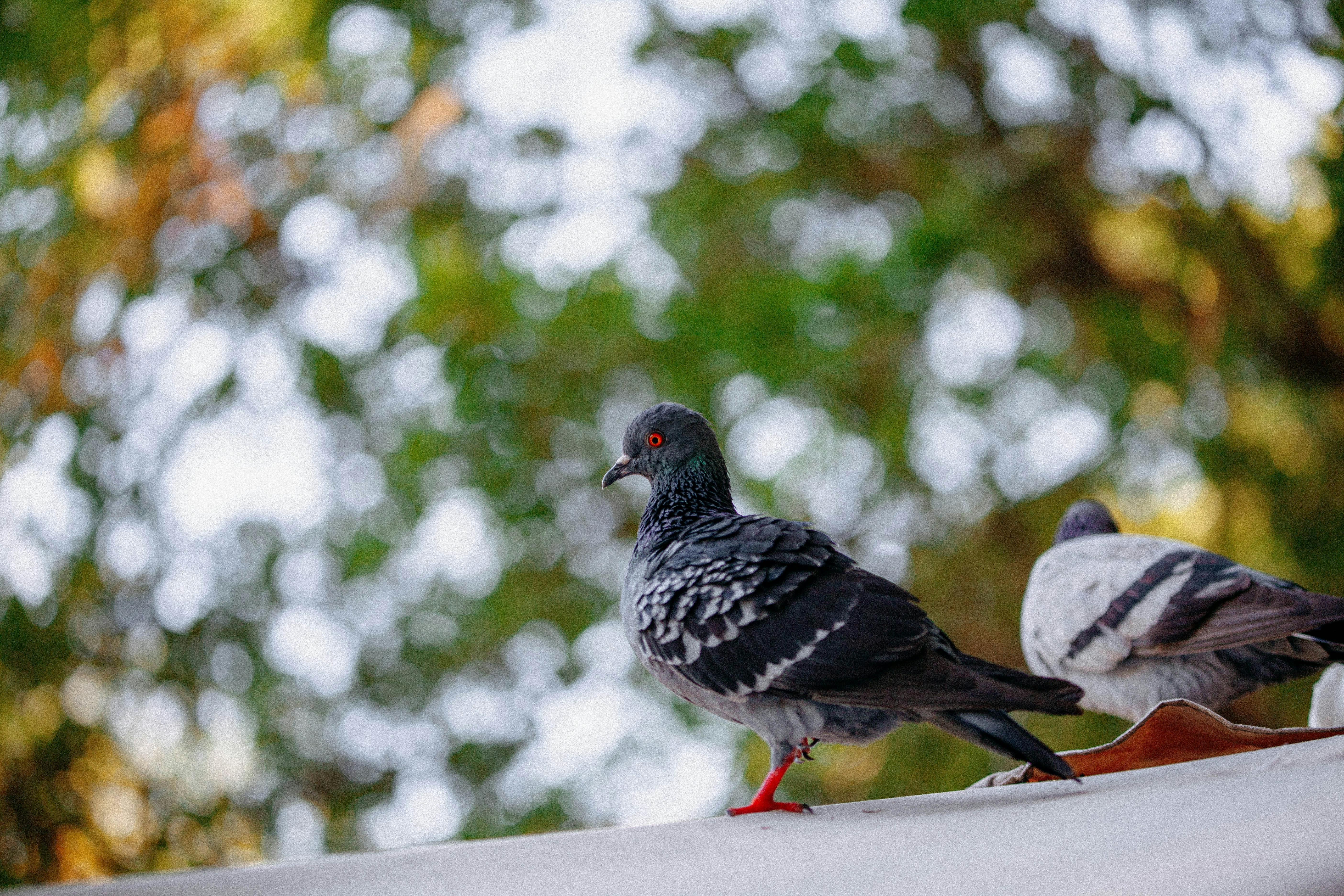 Chim Bồ Câu Trên Mái Nhà Với Hiệu ứng Bokeh ở Phía Sau · Ảnh có sẵn ...