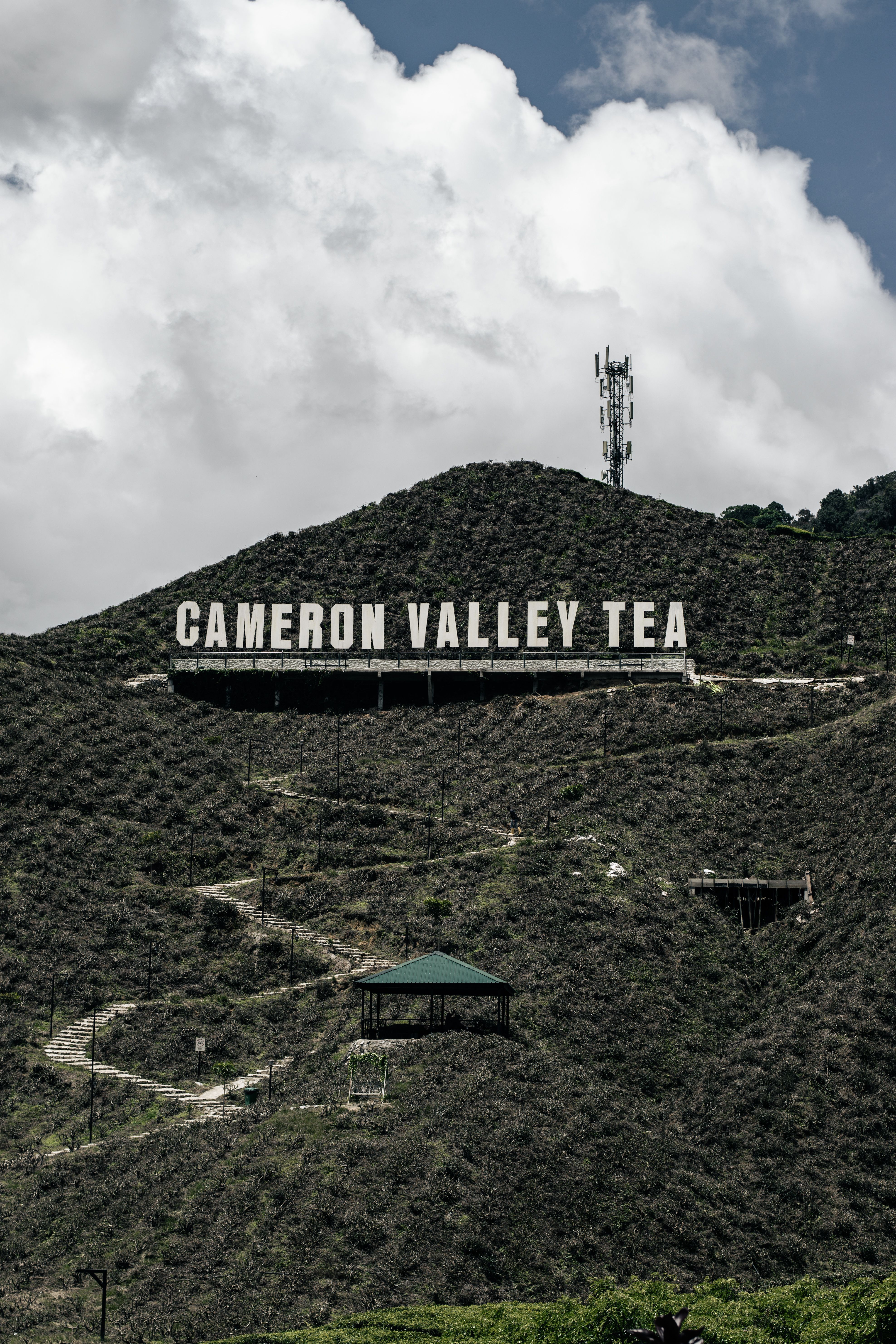 Cameron Valley Tea Plantation Landscape View · Free Stock Photo
