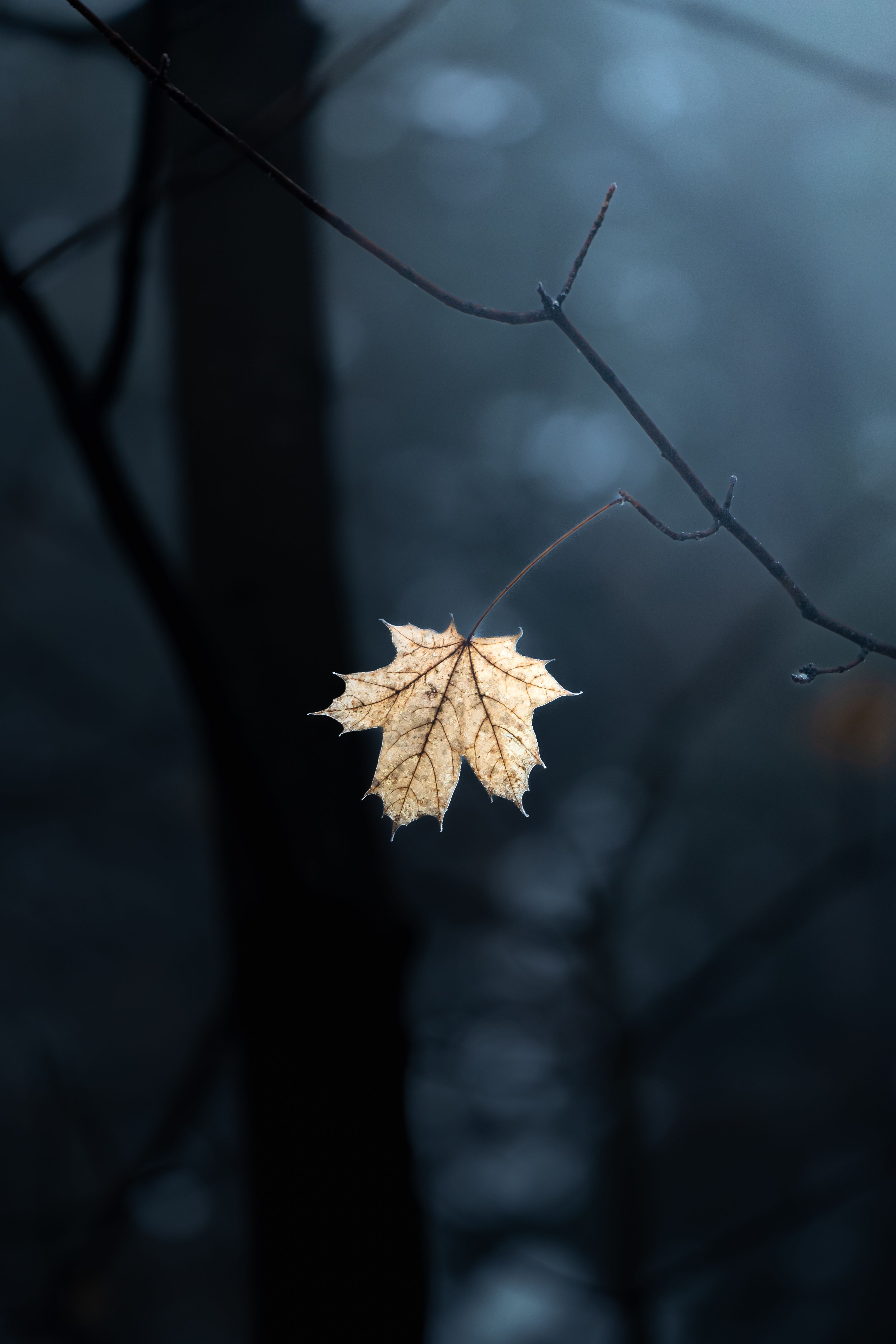 Solitary Maple Leaf in a Misty Kosovo Forest · Free Stock Photo