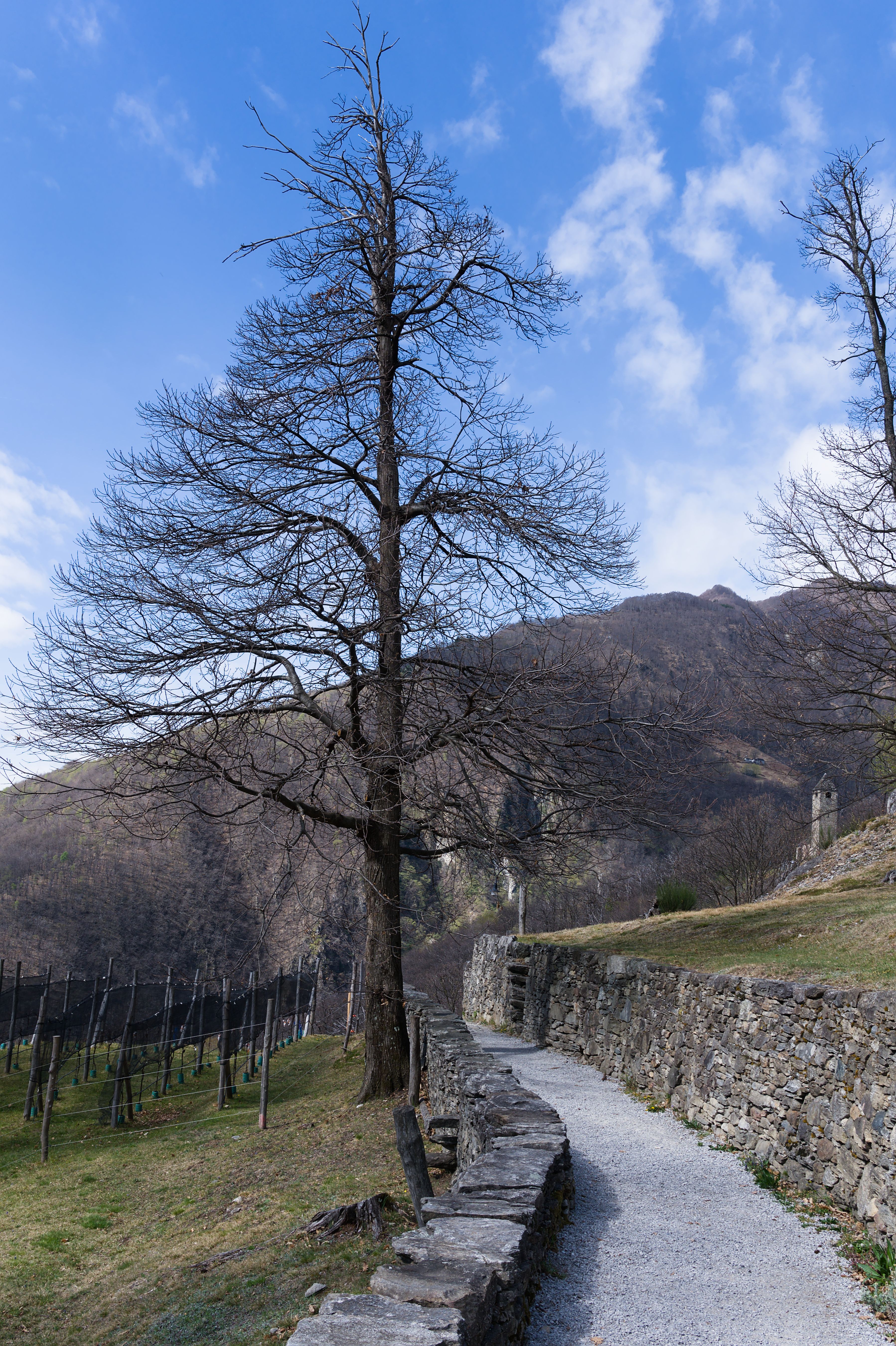 Serene Pathway in Swiss Alps Landscape · Free Stock Photo