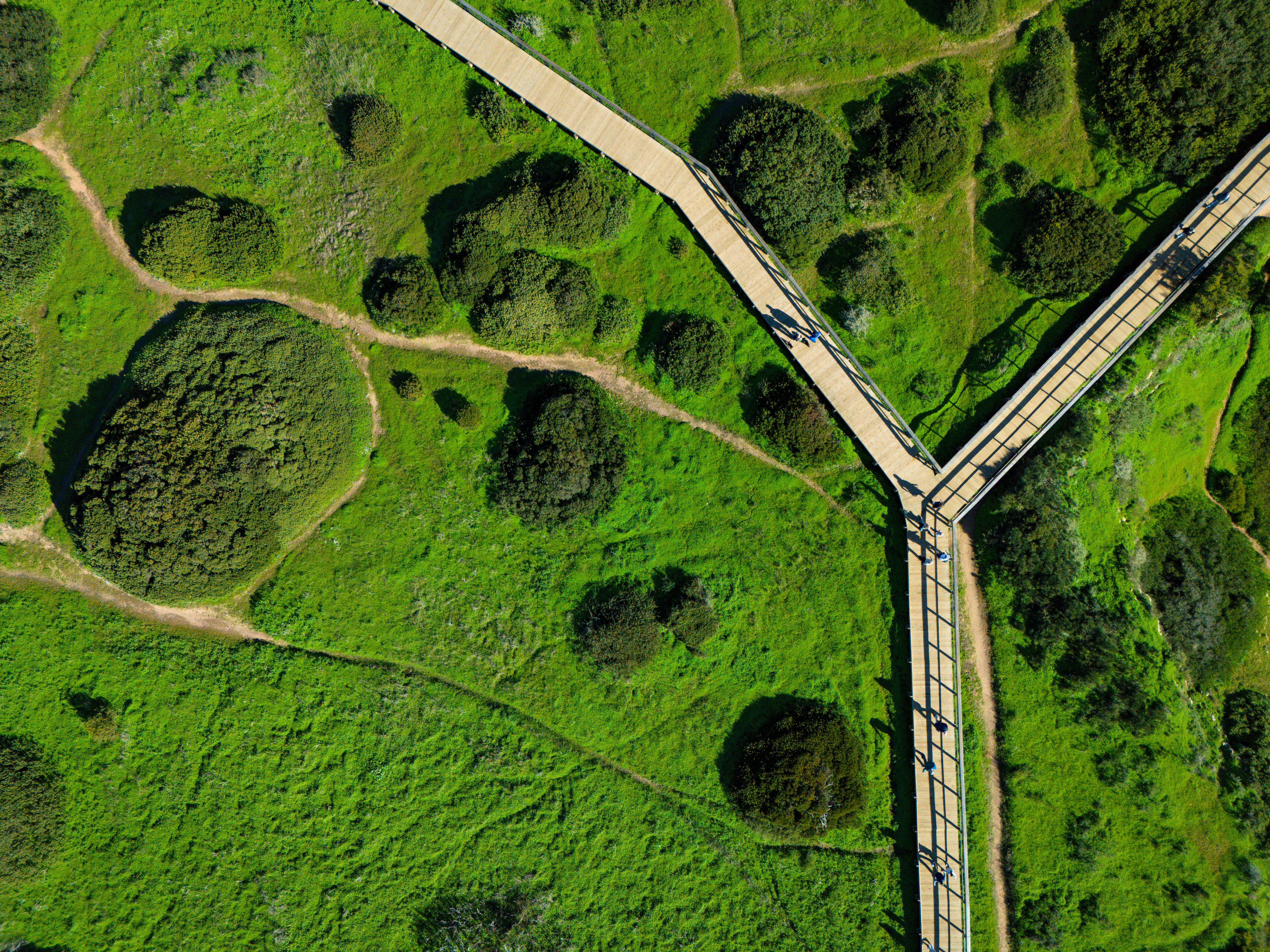 Aerial View of Wooden Walkways in Green Landscape · Free Stock Photo