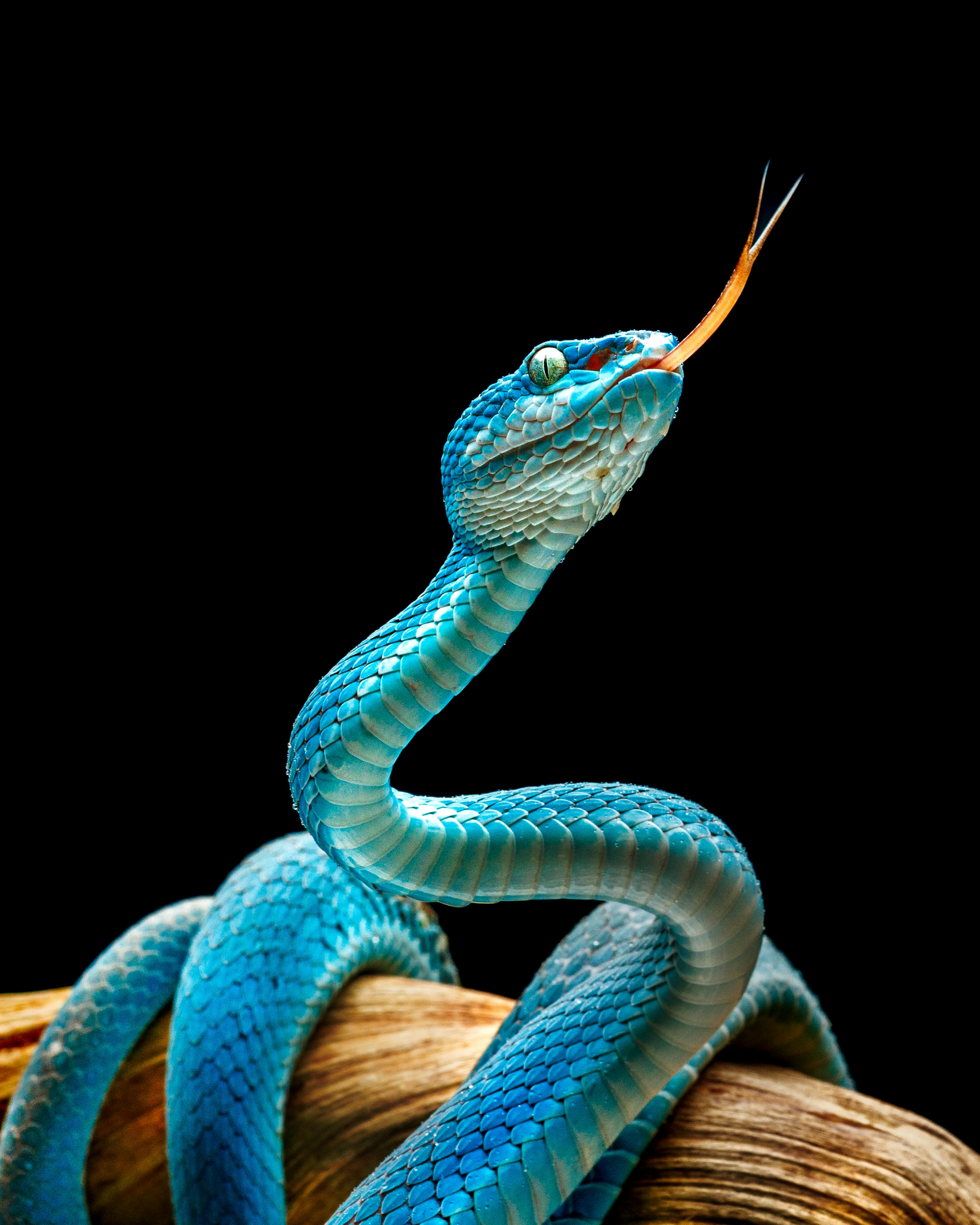 Photoru+S Photos, Download The BEST Free Photoru+S Stock Photos & HD Images