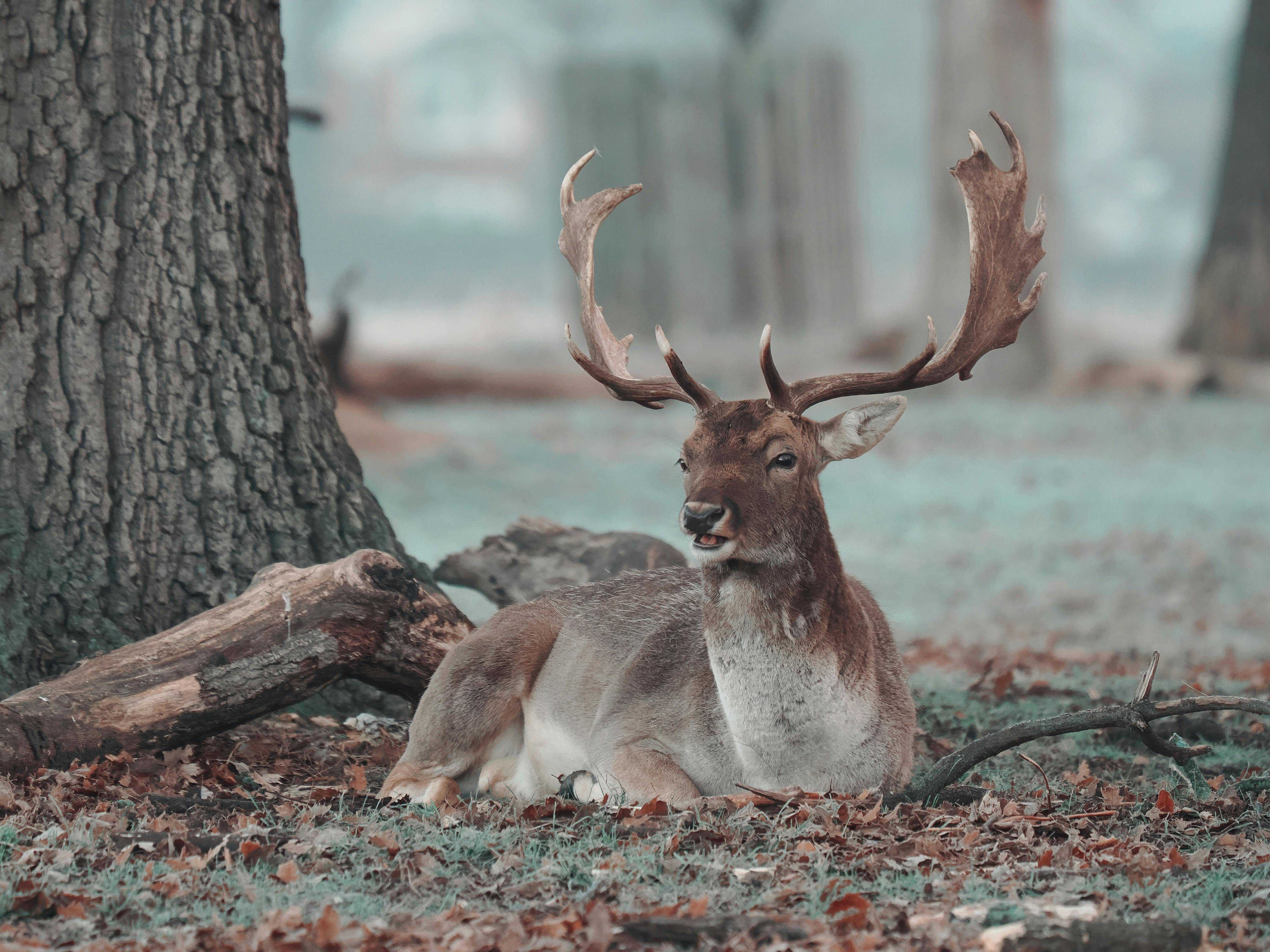 Majestic Fallow Deer Resting in Autumn · Free Stock Photo