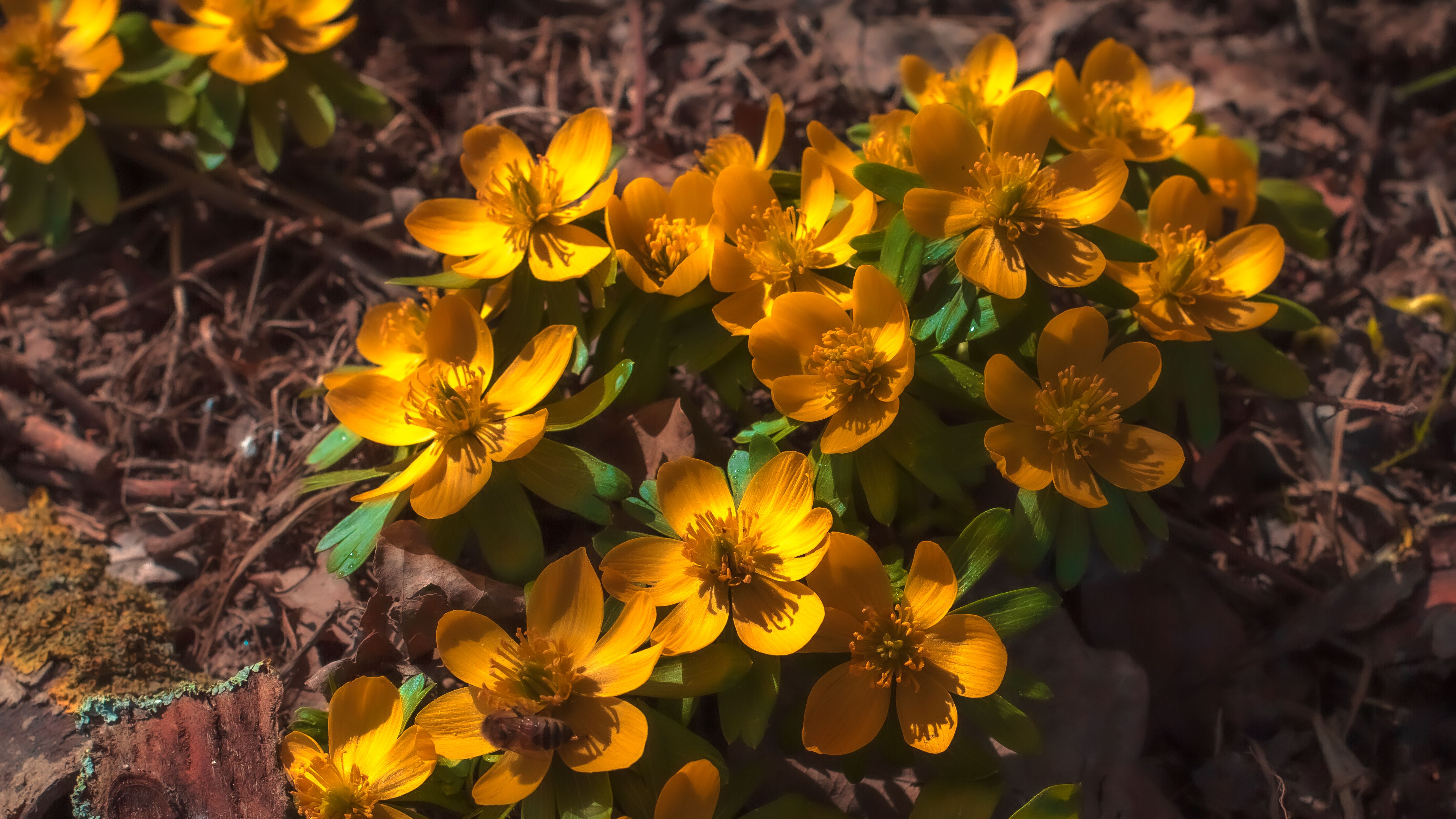 Biodiversity Flora Photos, Download The BEST Free Biodiversity Flora ...