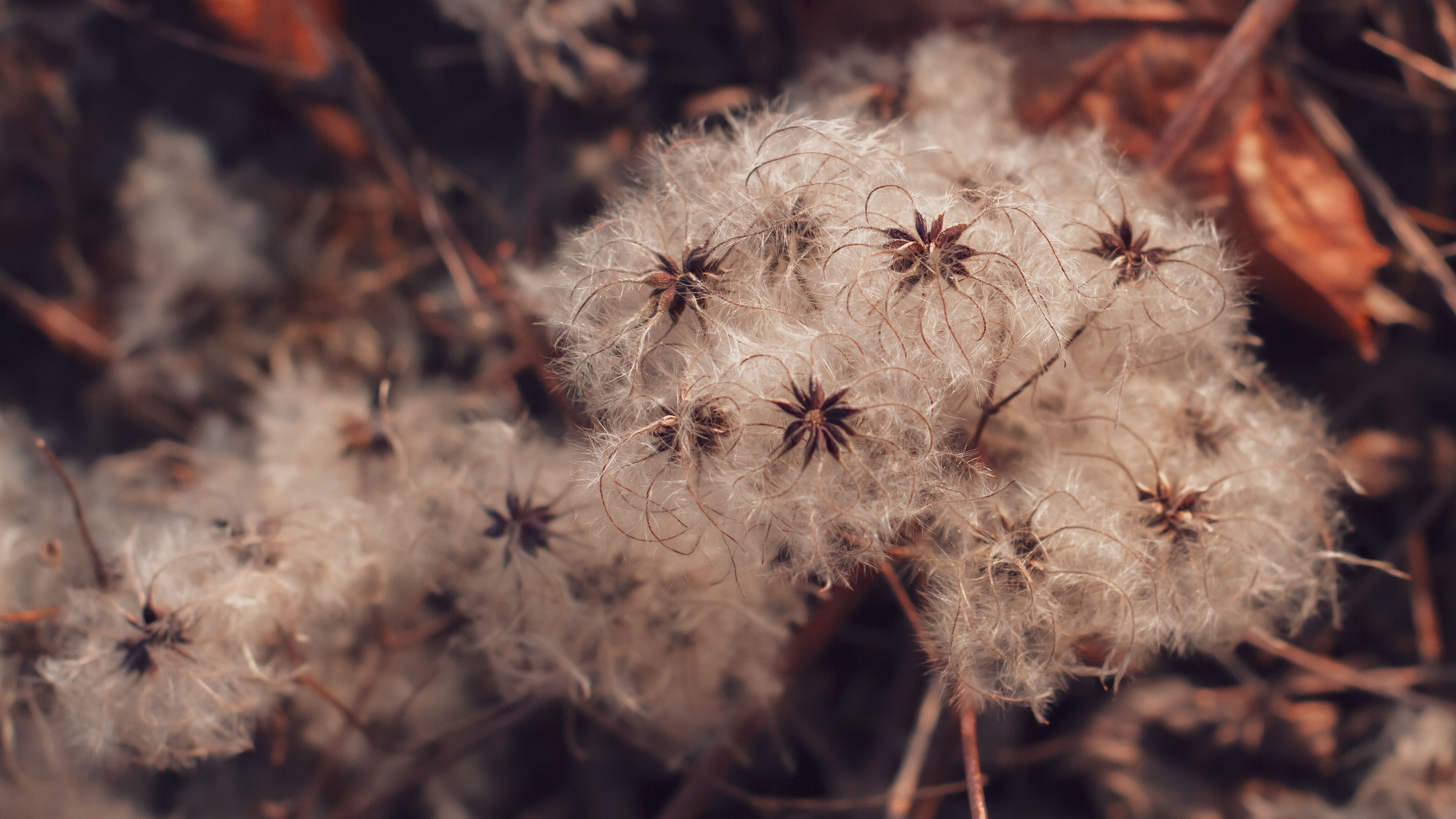 Close-up of Fluffy Clematis Seed Heads in Fall · Free Stock Photo