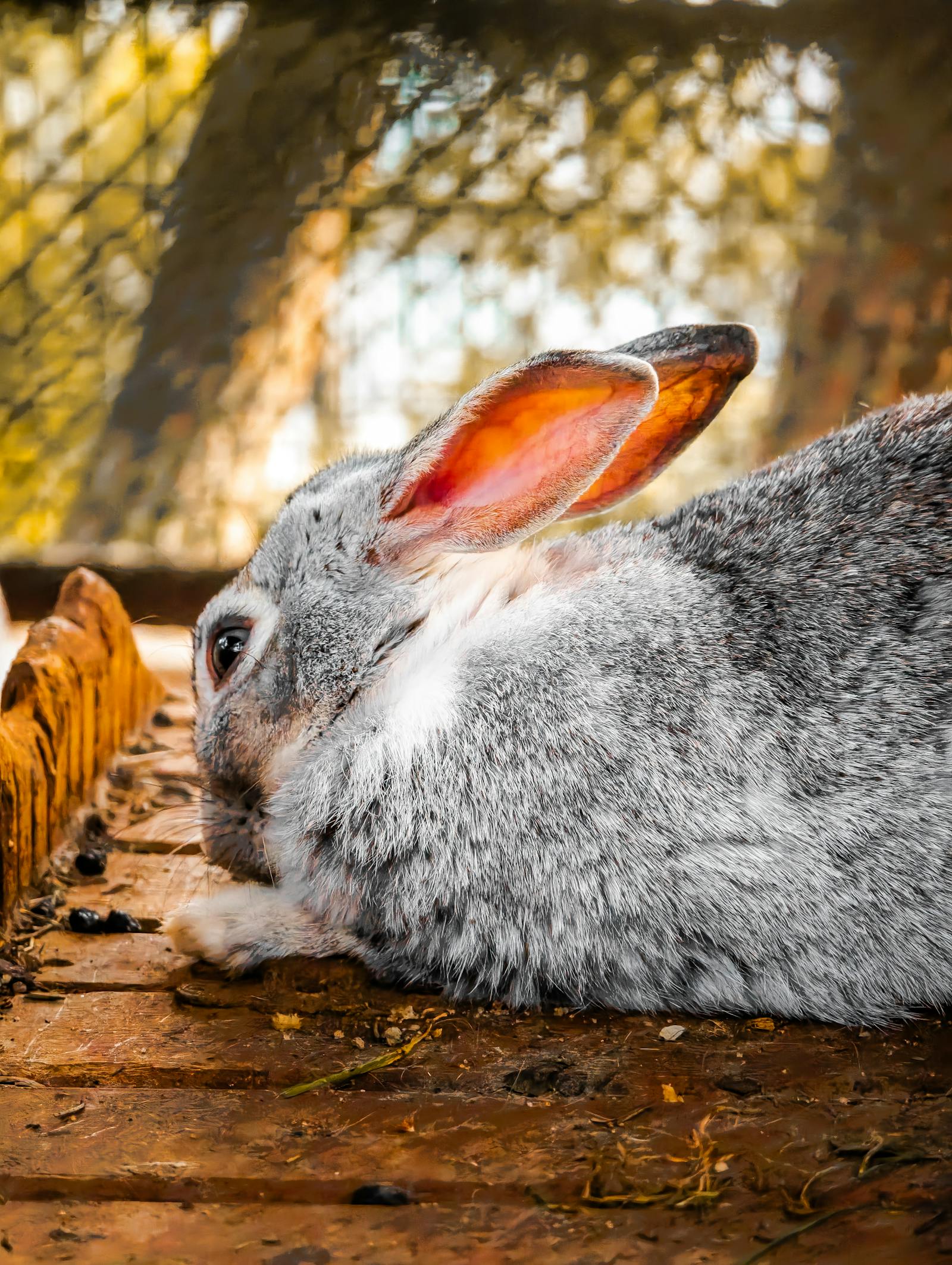 Animated Rabbit Photos, Download The BEST Free Animated Rabbit Stock ...