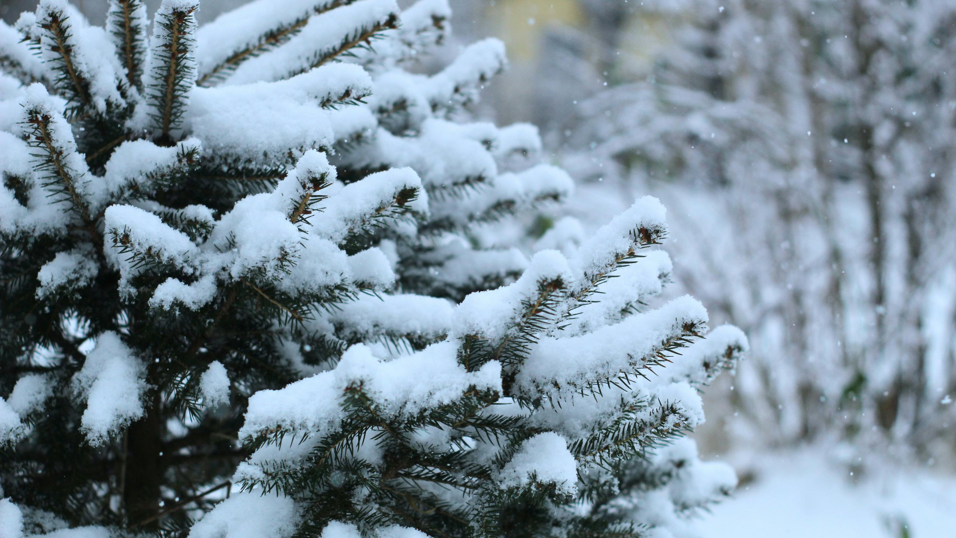 Clove Tree Photos, Download The BEST Free Clove Tree Stock Photos & HD ...