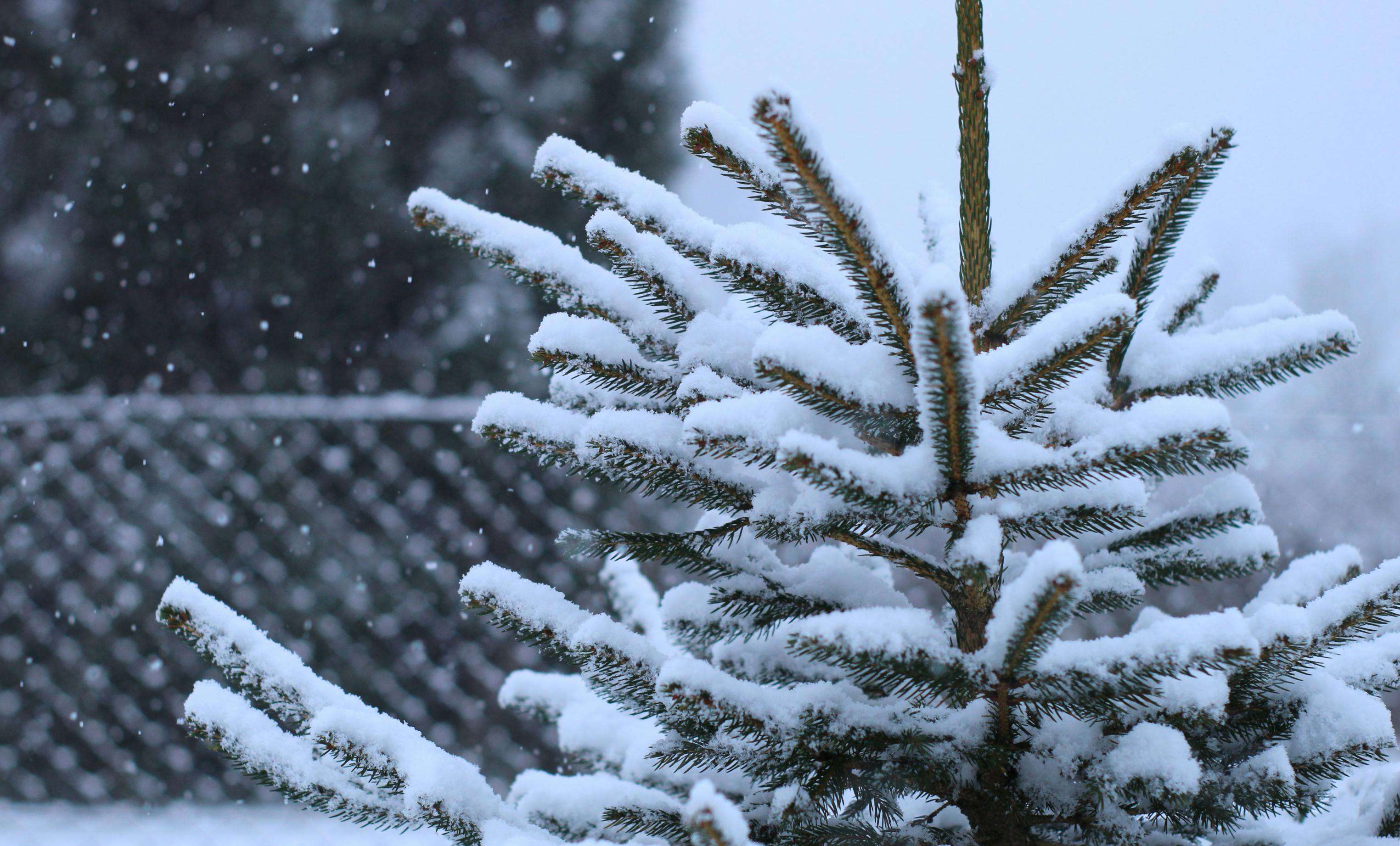 Clove Tree Photos, Download The BEST Free Clove Tree Stock Photos & HD ...